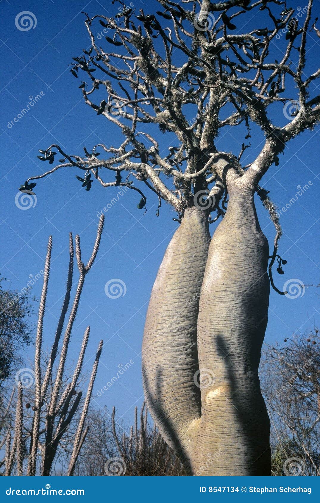 Spiny Forest in Madagascar, Madagascar Stock Photo - Image of spiny ...