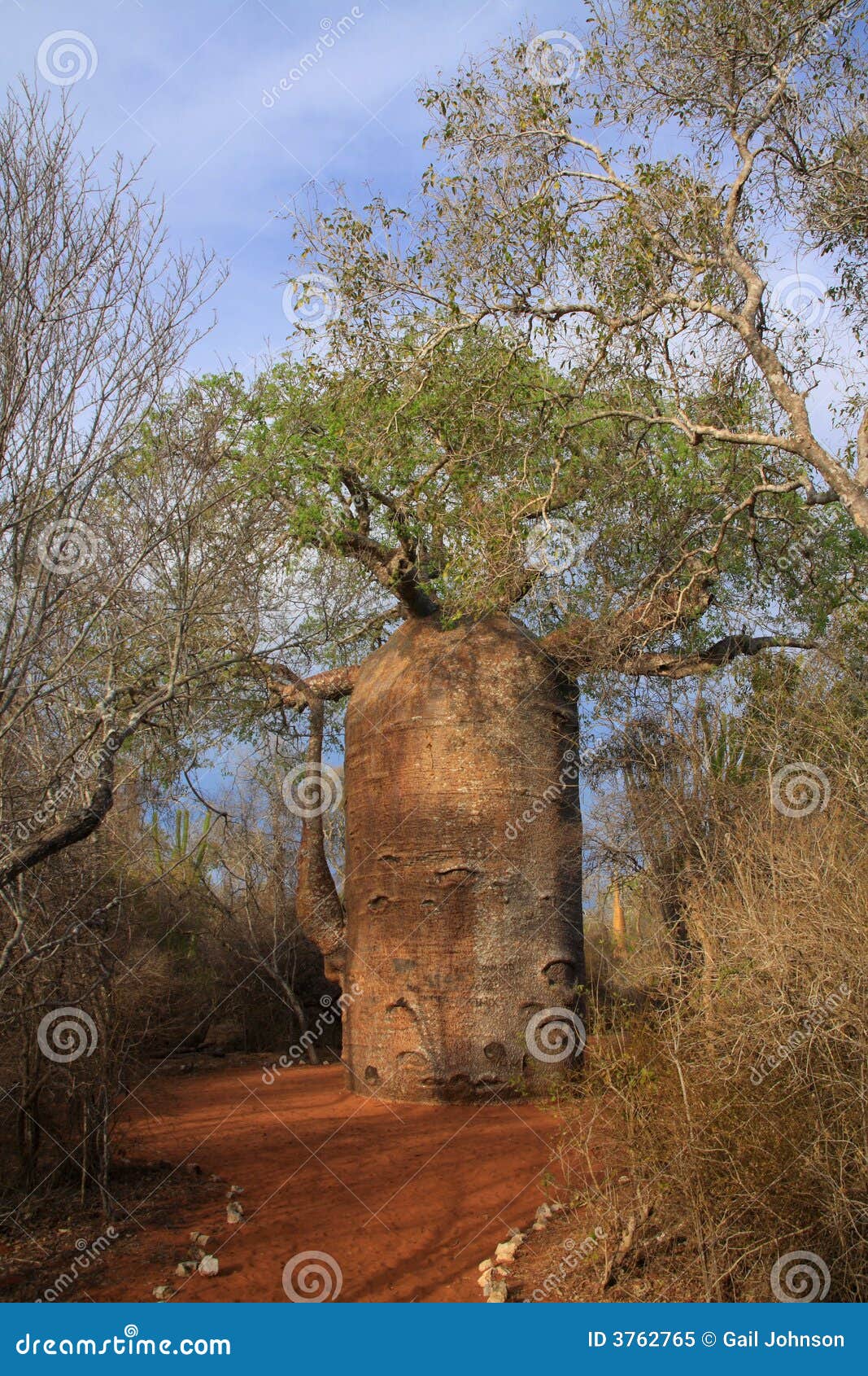The Spiny Forest, of Reniala Nature Reserve Stock Image - Image of ...