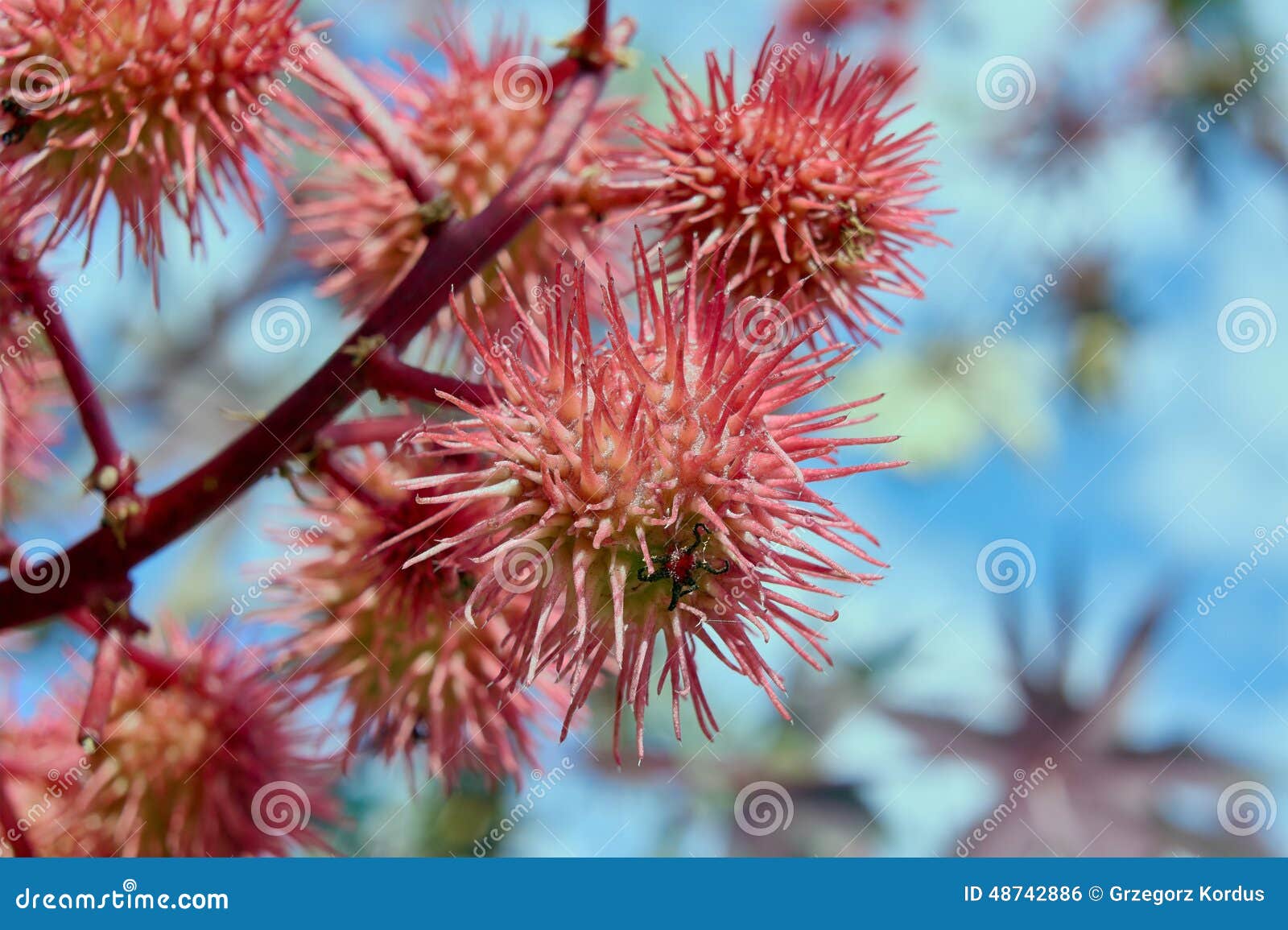 Spiny fruit on the tree stock photo. Image of flora, detail - 48742886