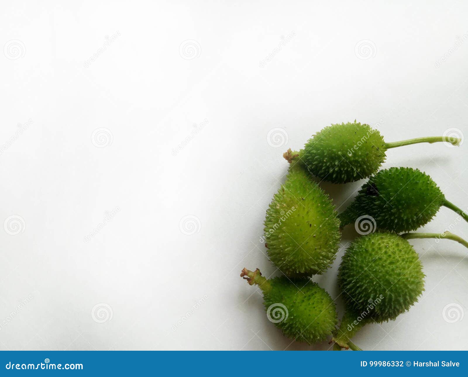 Spiny Gourd stock photo. Image of close, botany, agriculture - 99986332