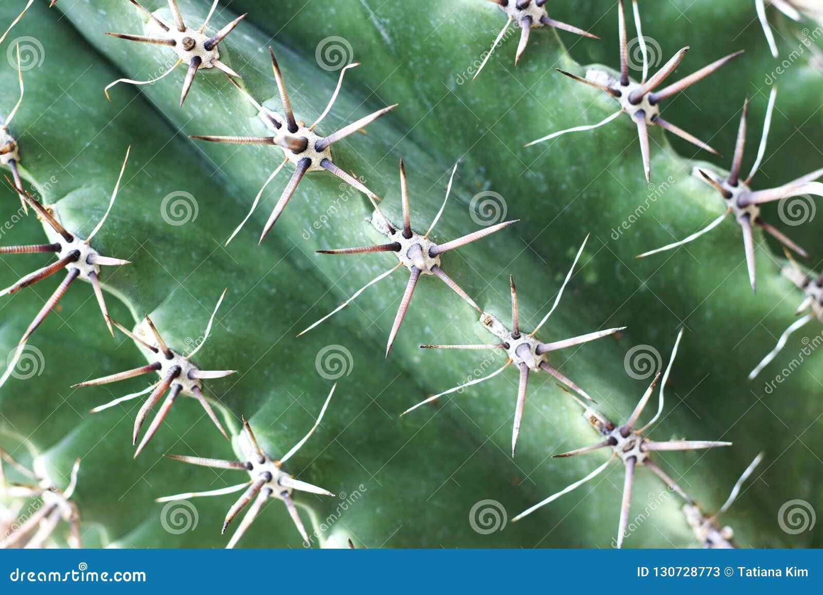 Spiny Green Cactus Close-up, Texture, Background Stock Image - Image of ...