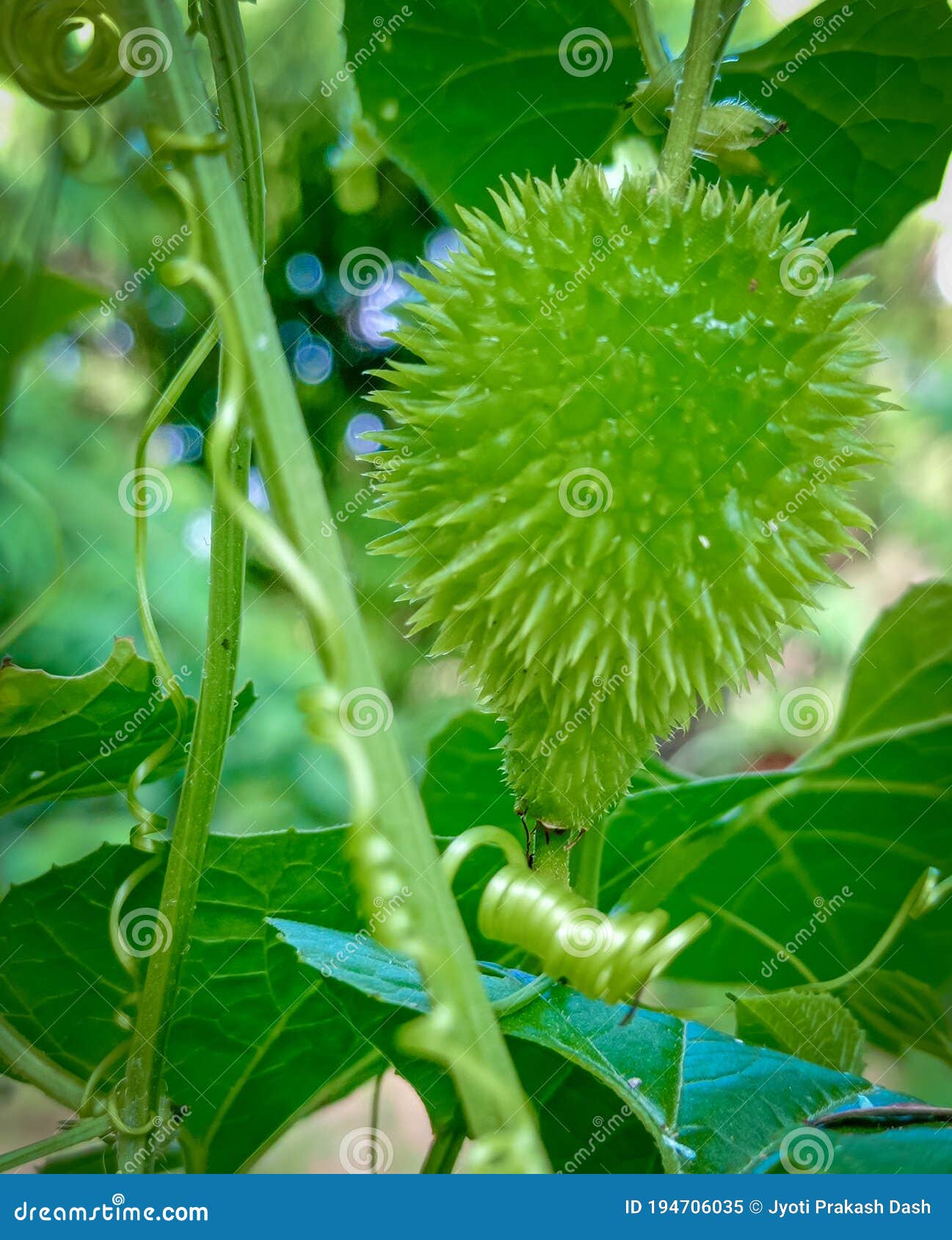 Spiny Guard Fresh Vegitable on Tree with Green Leaves & Branches 1 ...