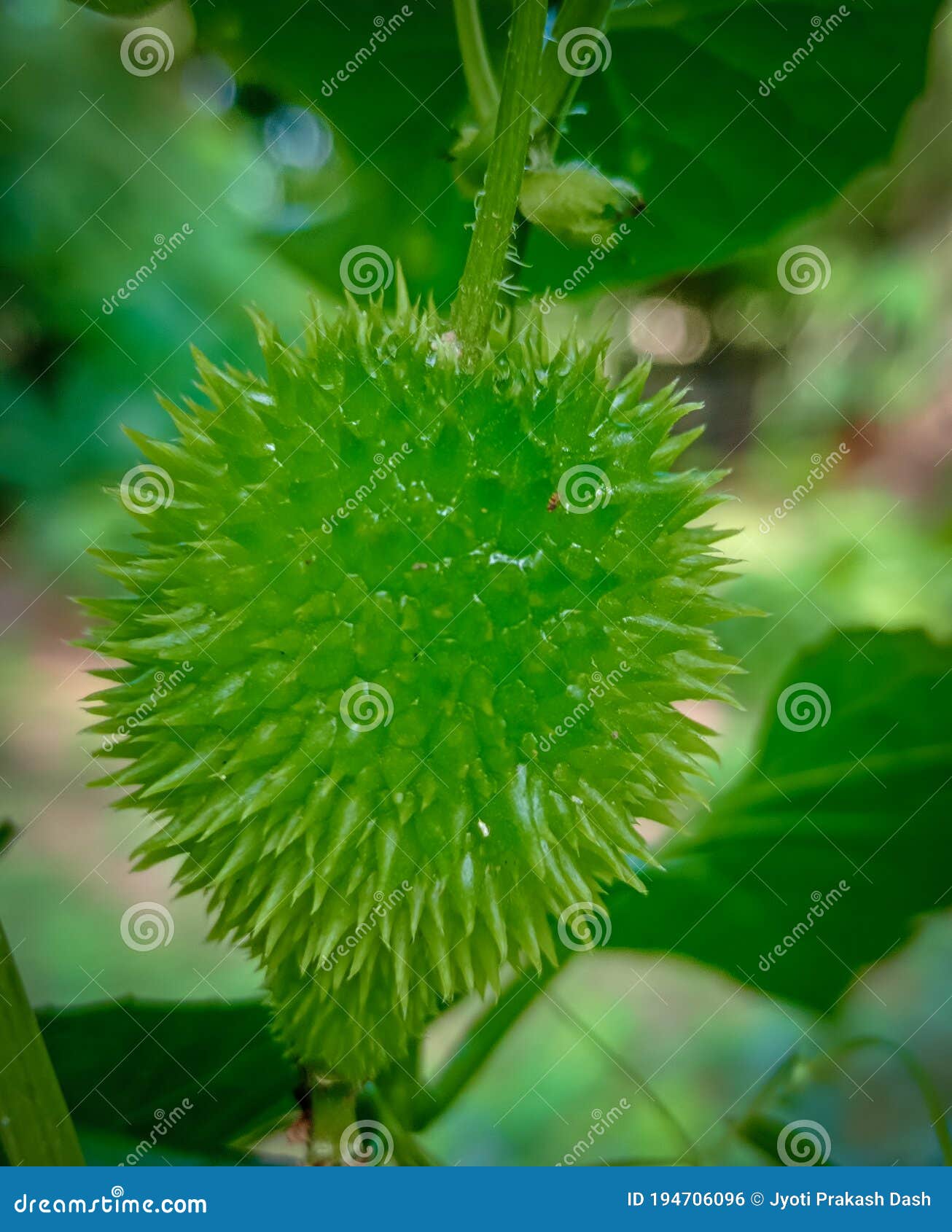 Spiny Guard Fresh Vegitable on Tree with Green Leaves & Branches 2 ...