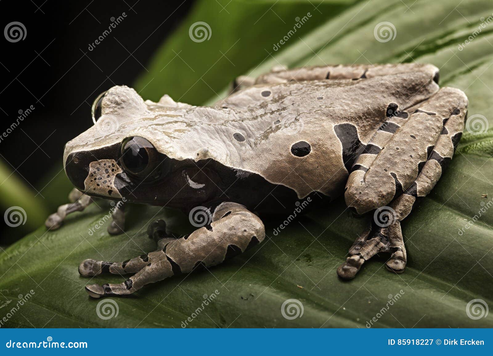 Spiny headed tree frog stock image. Image of forest, spiny - 85918227