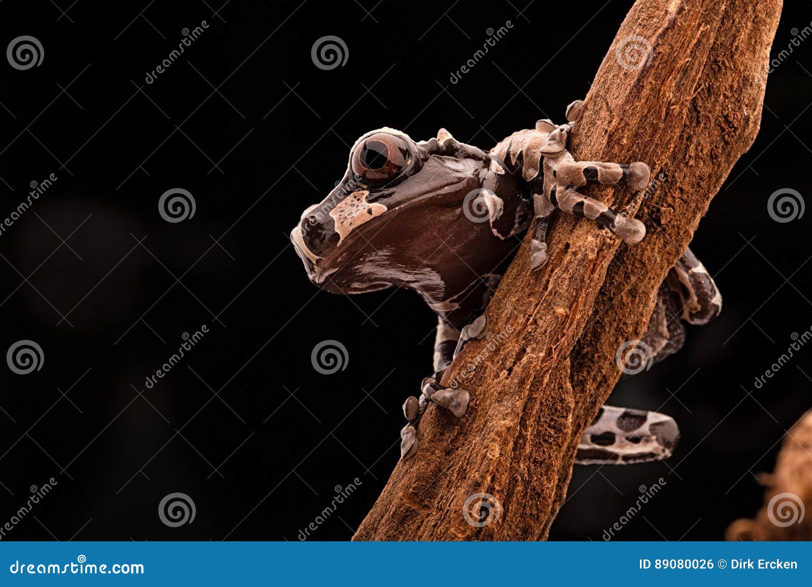 The spiny headed tree frog stock photo. Image of tropical - 89080026