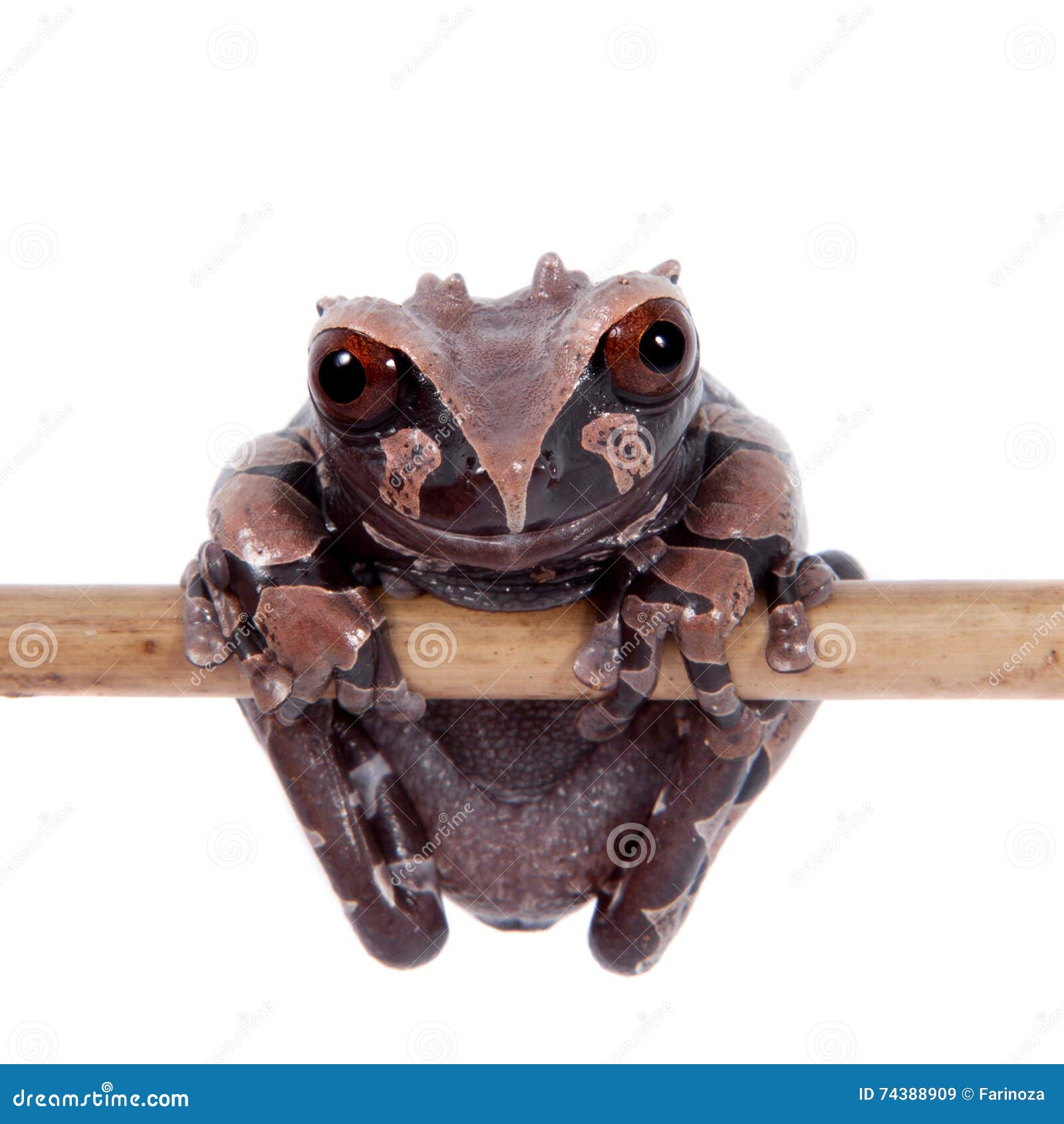 The Spiny-headed Tree Frog on White Stock Image - Image of mexican ...