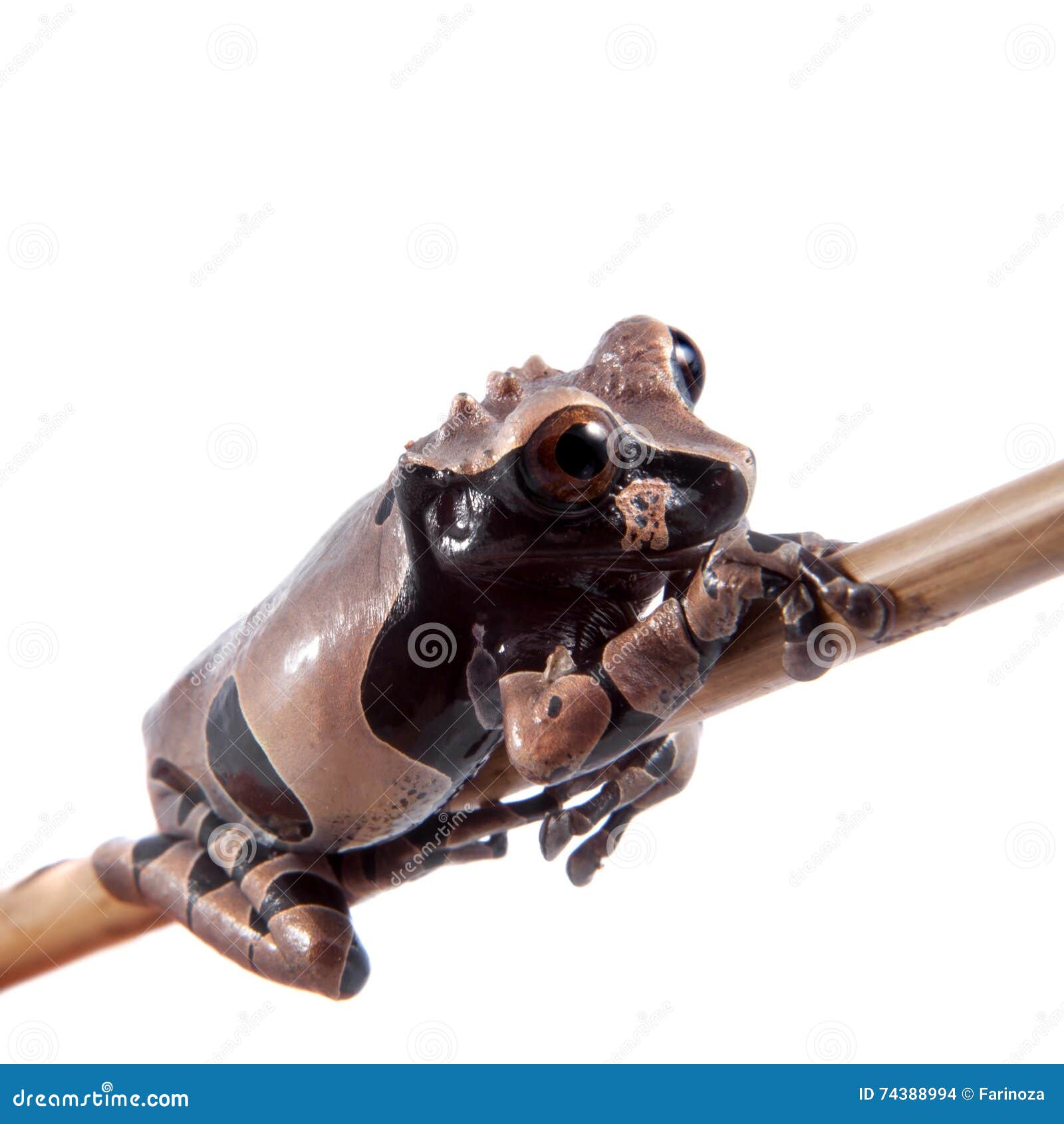 The Spiny-headed Tree Frog on White Stock Photo - Image of black ...