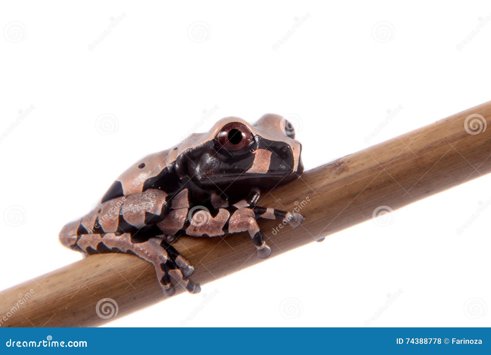 The Spiny-headed Tree Frogling on White Stock Photo - Image of comical ...