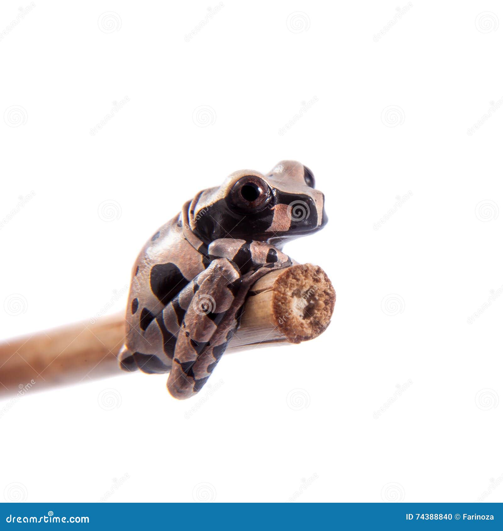 The Spiny-headed Tree Frogling on White Stock Photo - Image of frog ...