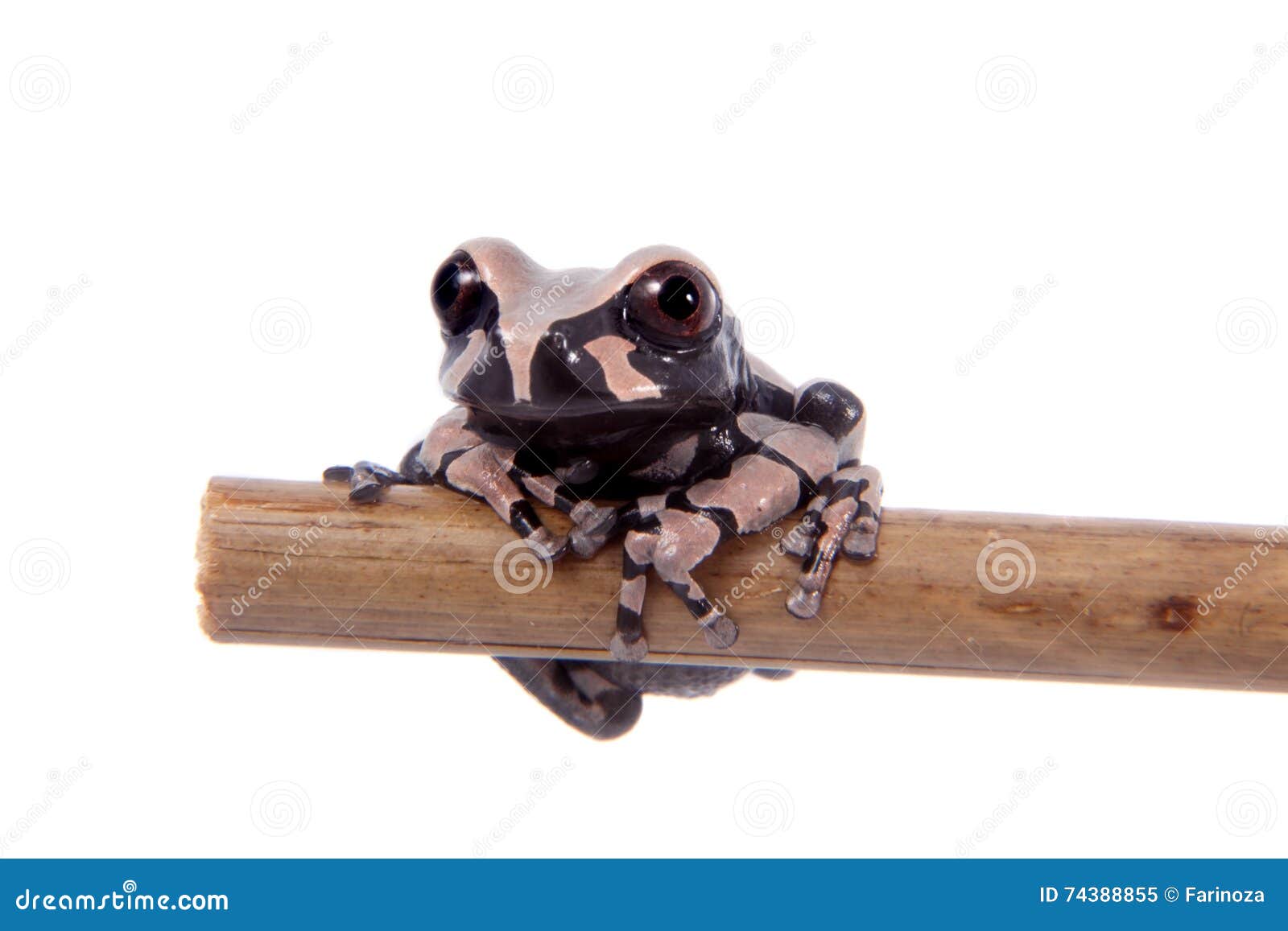 The Spiny-headed Tree Frogling on White Stock Image - Image of copy ...