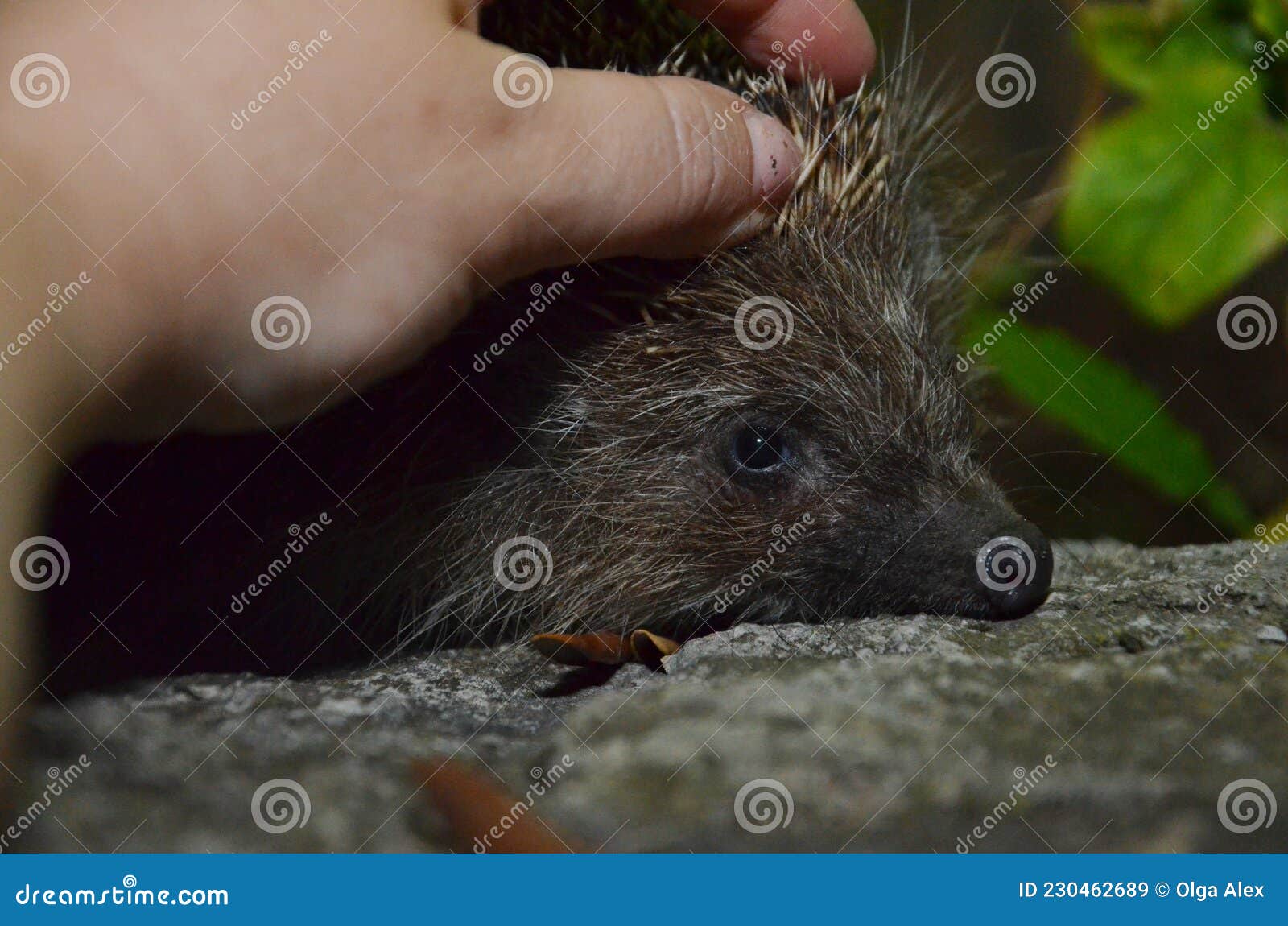 Spiny Hedgehog, Wild Hedgehog, Hedgehog in Autumn Stock Image - Image ...