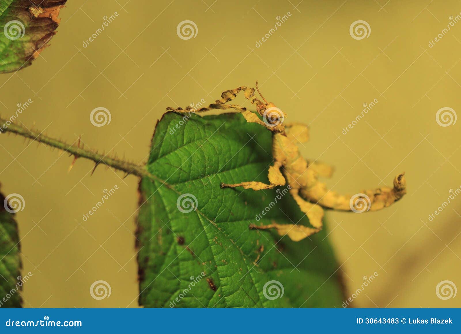 Spiny Leaf Insect Stock Image | CartoonDealer.com #30643483