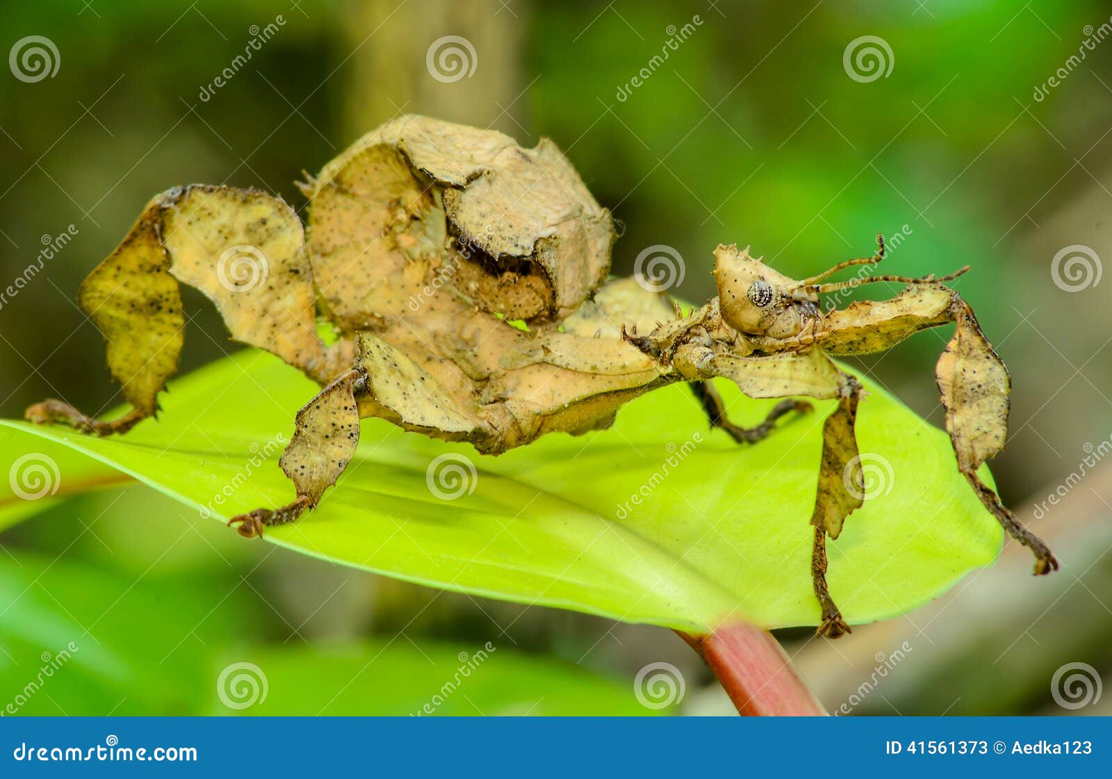 Spiny leaf insect stock image. Image of copyspace, species - 41561373