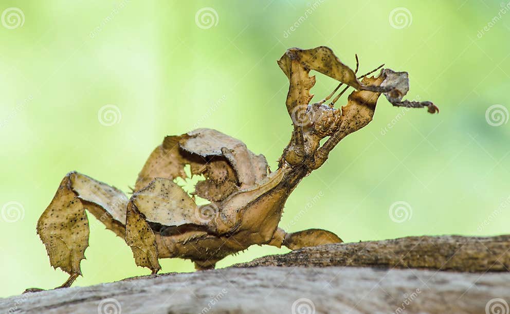 Spiny leaf insect stock image. Image of animal, insect - 41561393