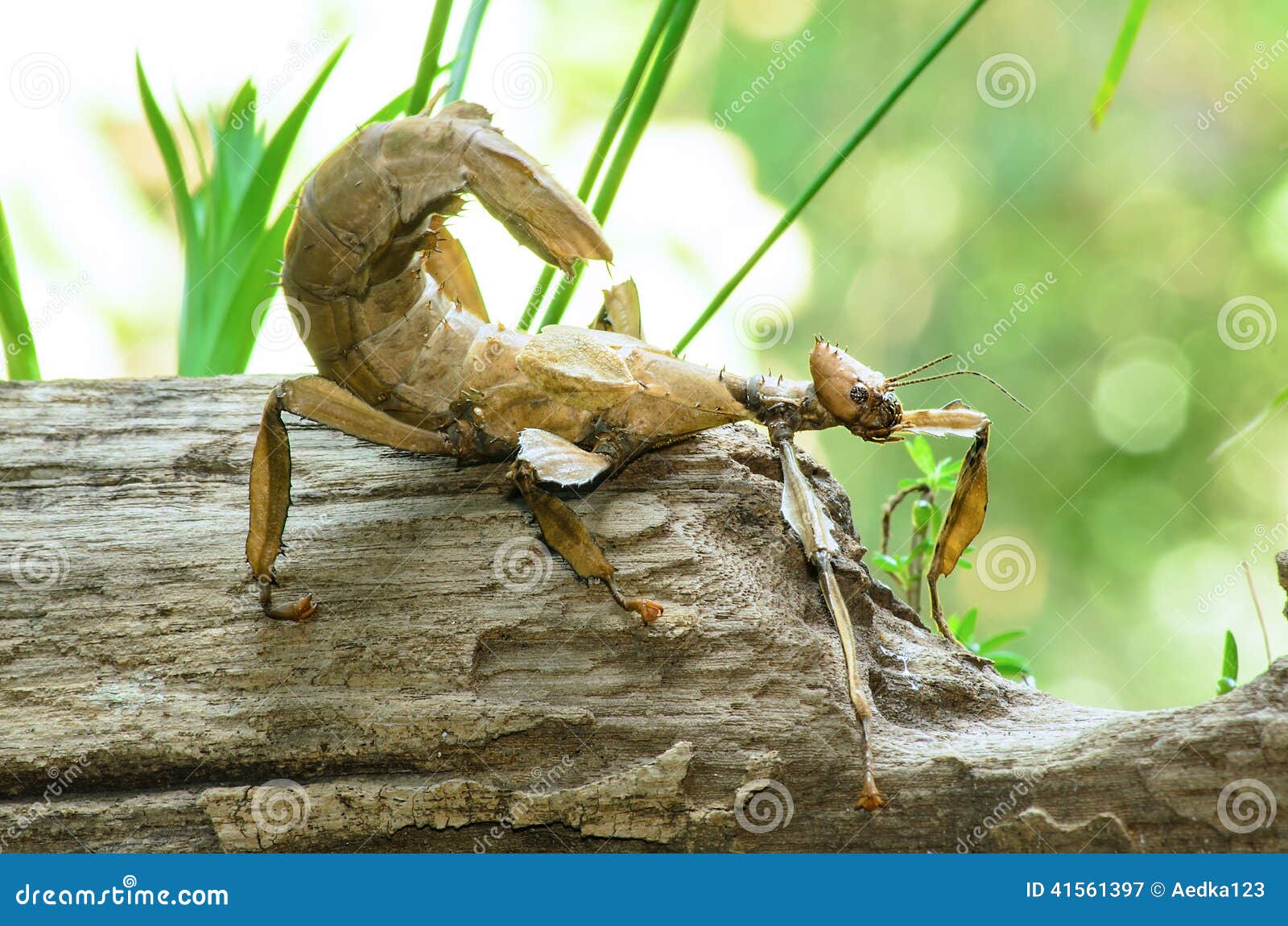 Spiny leaf insect stock image. Image of nature, extraterrestrial - 41561397