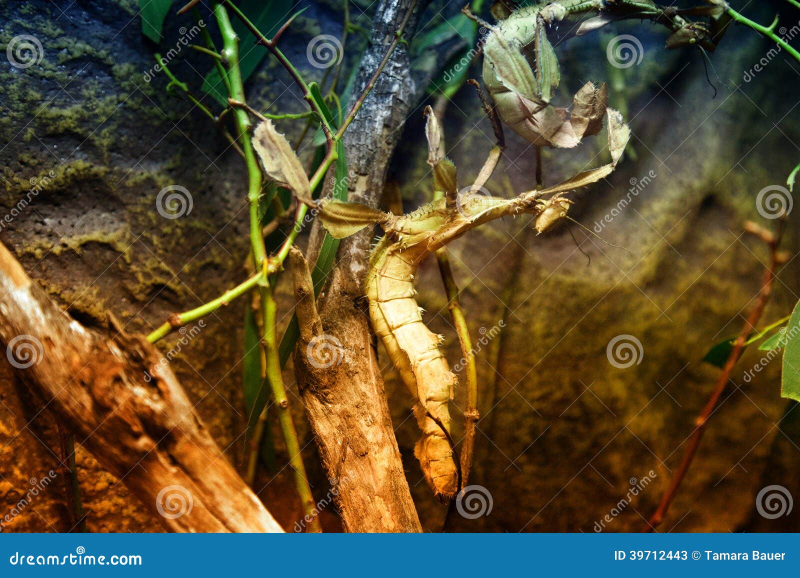 Spiny leaf insect stock image. Image of spiny, nature - 39712443
