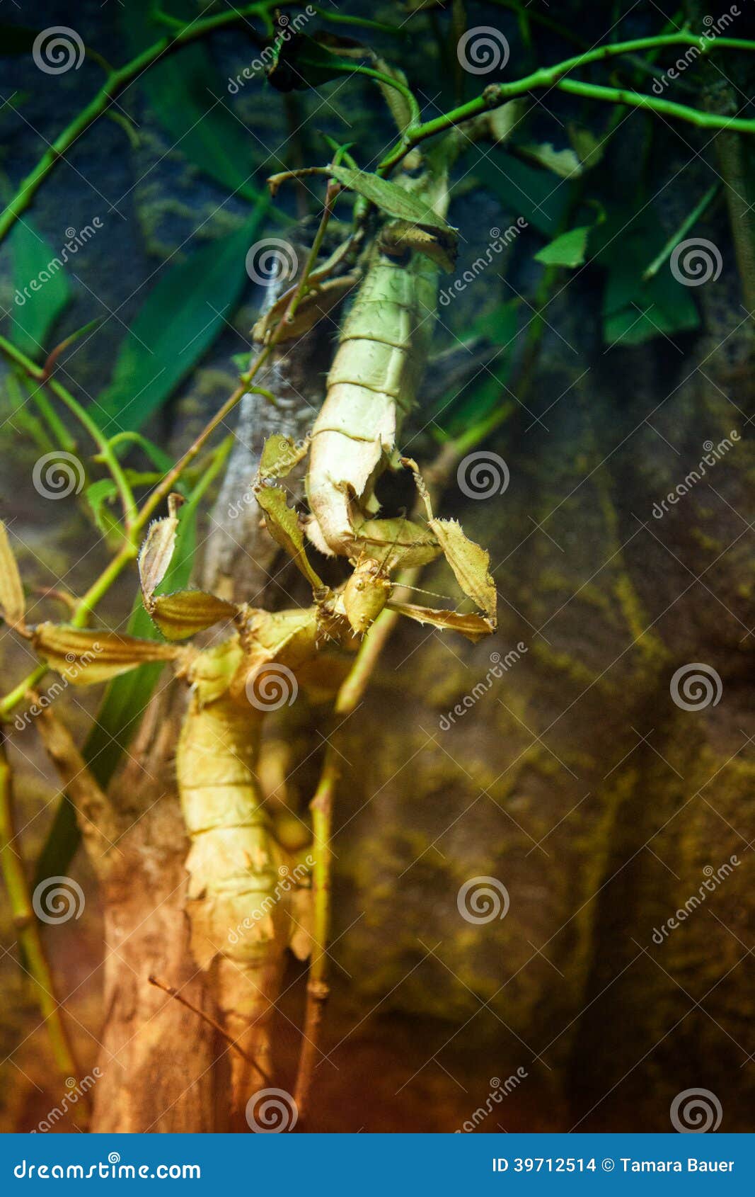 Spiny Leaf Insect Stock Image | CartoonDealer.com #30643483
