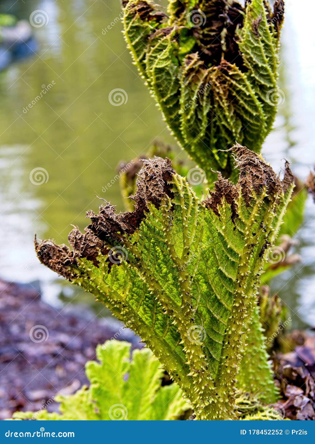 Spiny Leaf Texture Close-up Stock Photo - Image of texture, green ...