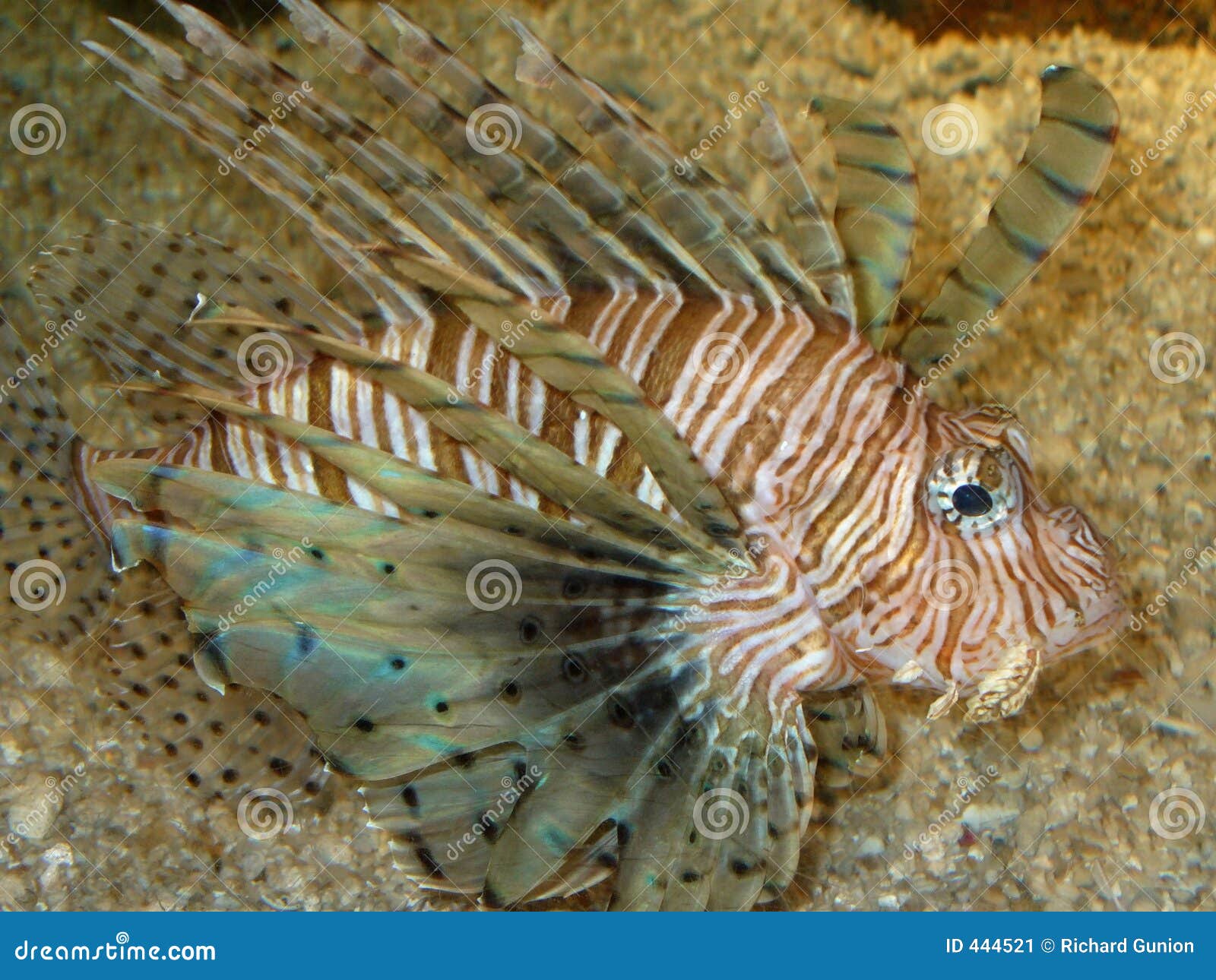Spiny Lionfish stock image. Image of tropical, ocean, national - 444521