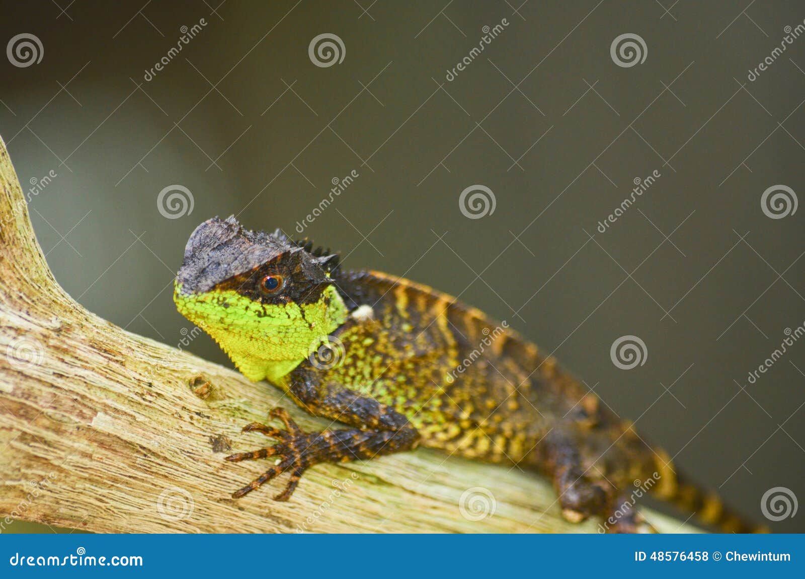 Spiny lizard stock photo. Image of boulenger, gecko, leaf - 48576458