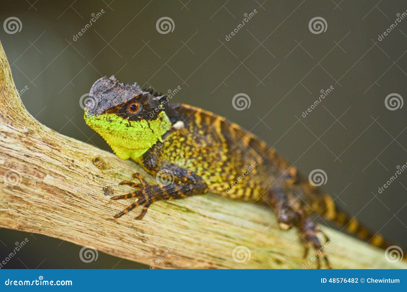 Spiny lizard stock photo. Image of flower, common, closeup - 48576482