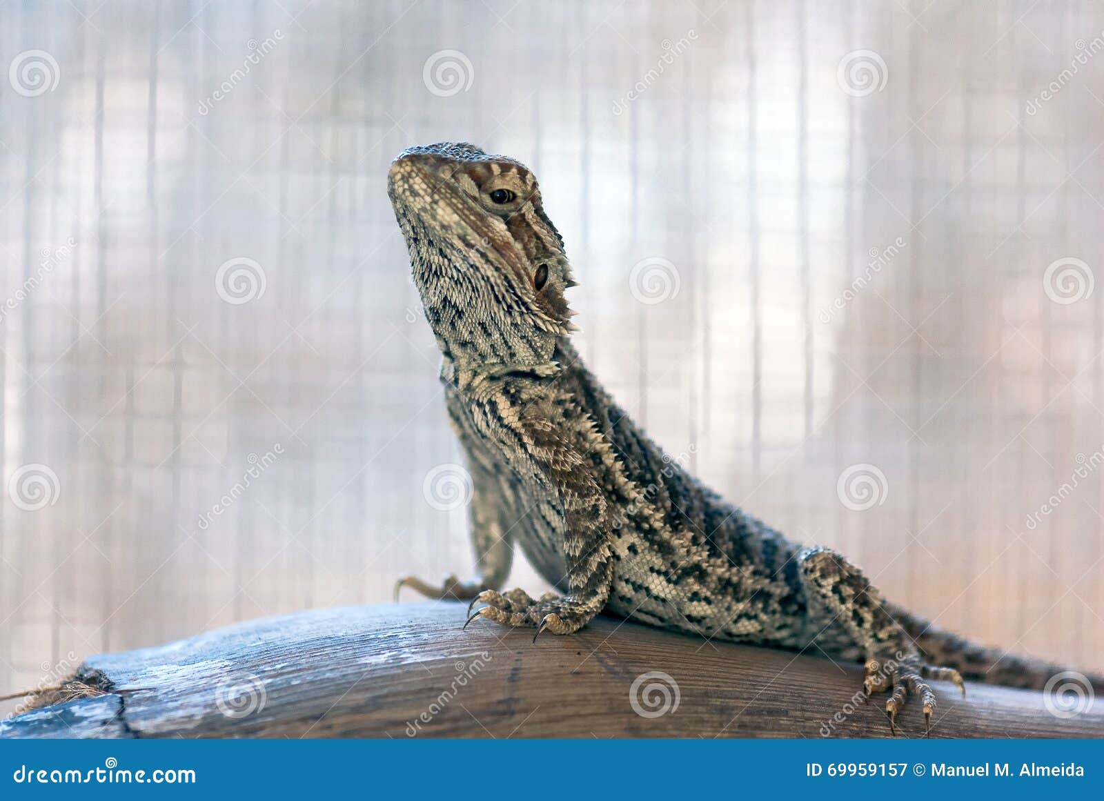 Spiny Lizard (Sceloporus Magister) Stock Image - Image of lizards ...