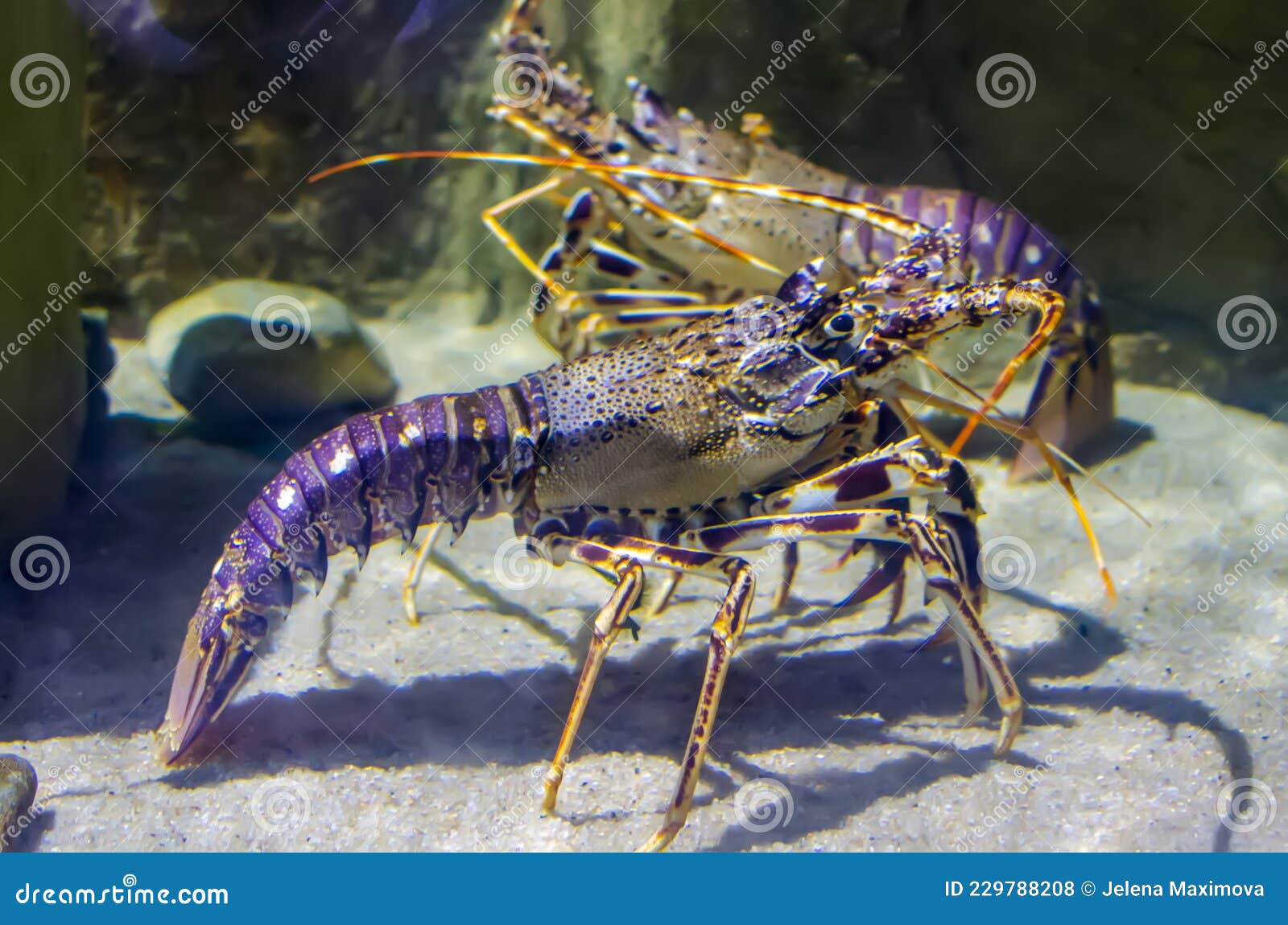 Spiny Lobster, Crayfish or Crawfish, Mediterranean Lobster or Red ...