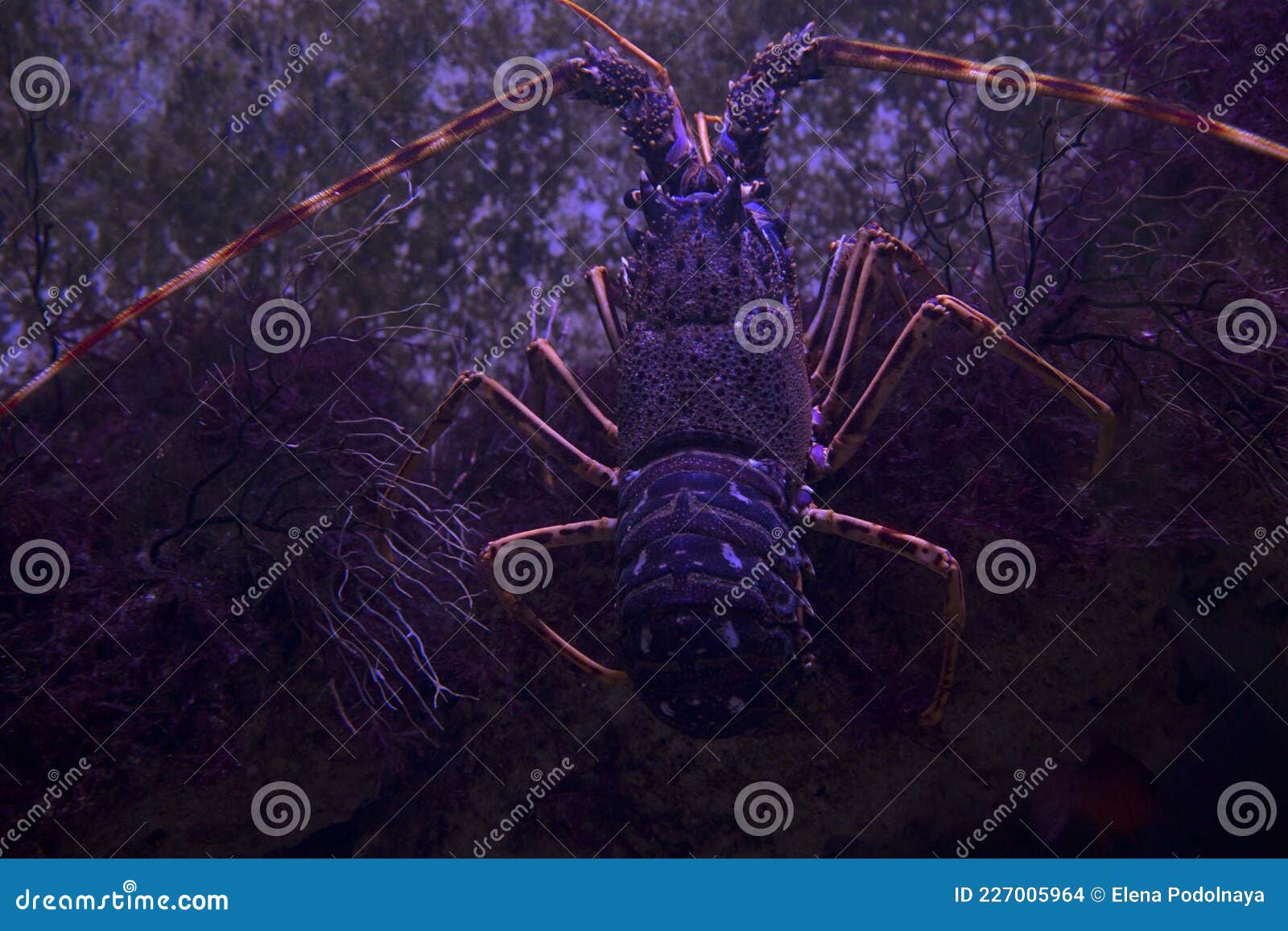The Spiny Lobster Palinurus Elephas. Stock Photo - Image of saltwater ...