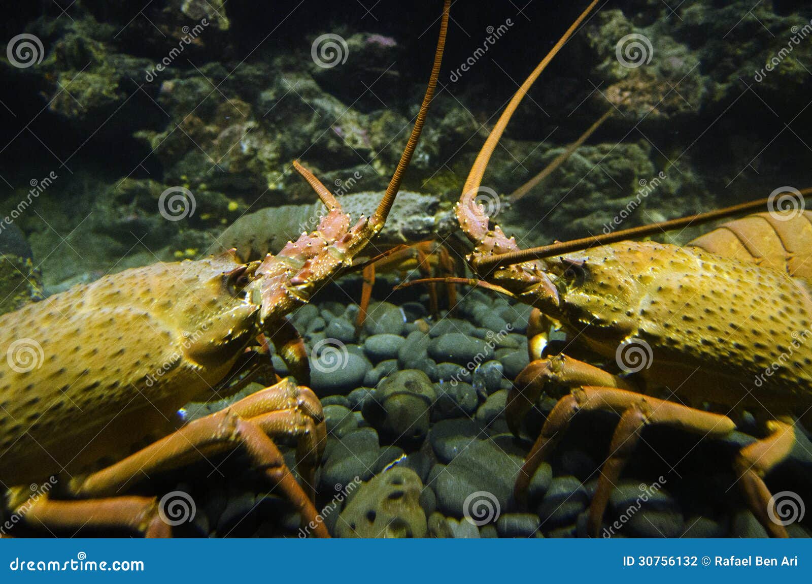 Spiny lobster stock photo. Image of scenery, aquarium - 30756132