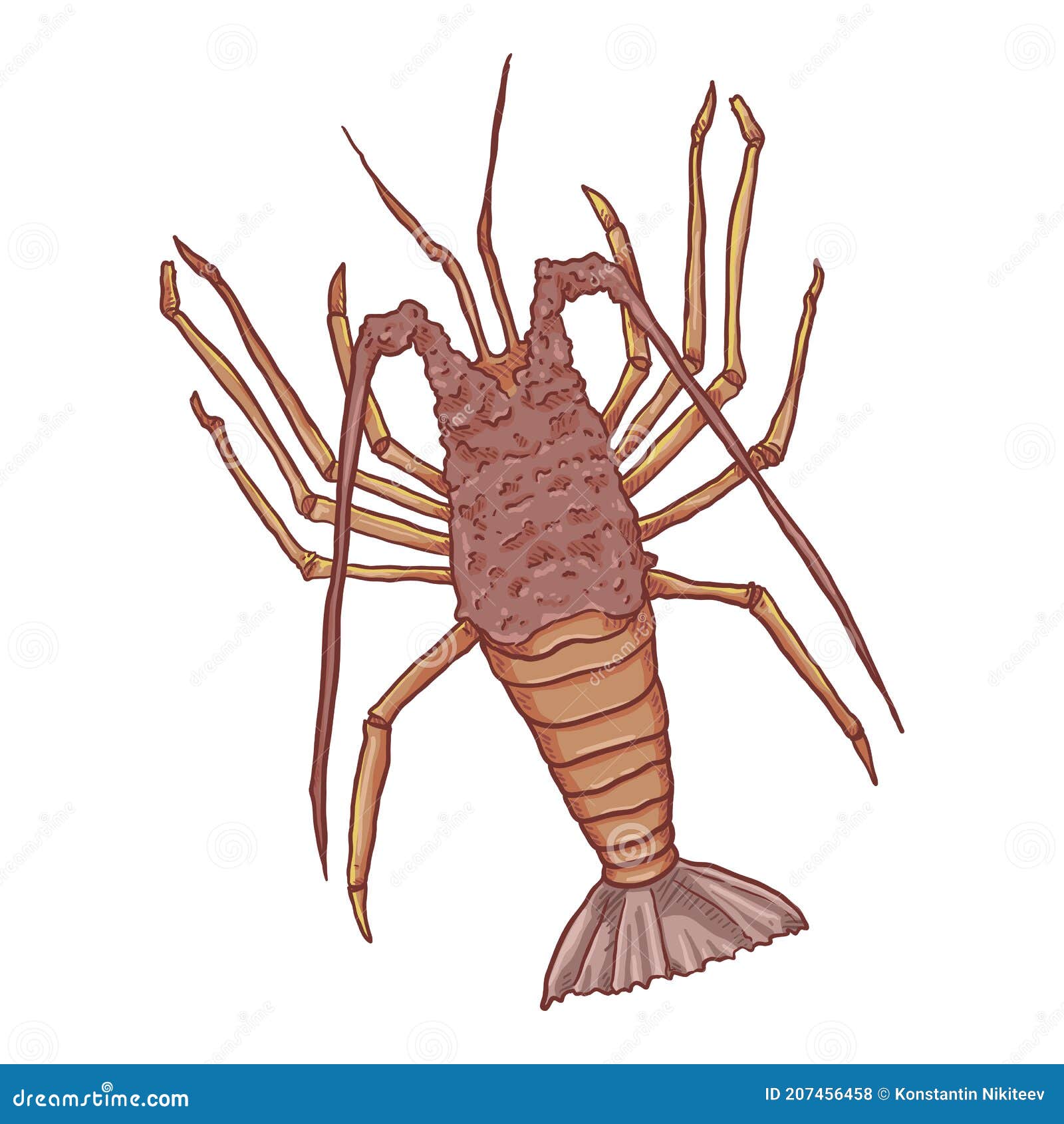 Spiny Lobster Vector Cartoon Illustration Stock Vector - Illustration ...