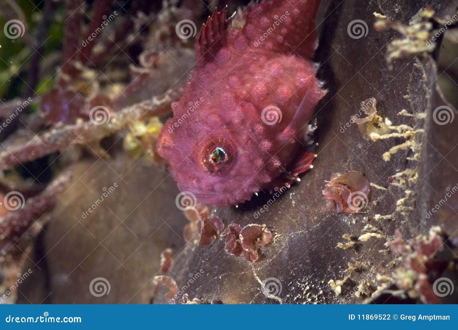 Spiny Lumpsucker stock photo. Image of seascape, close - 11869522