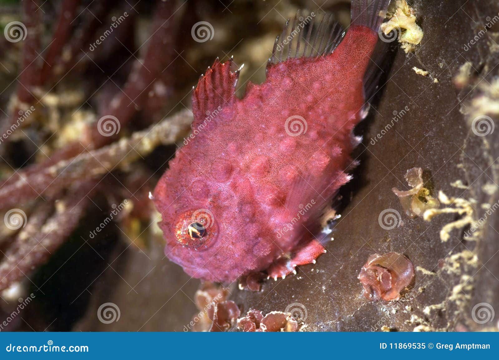 Spiny Lumpsucker stock image. Image of north, underwater - 11869535