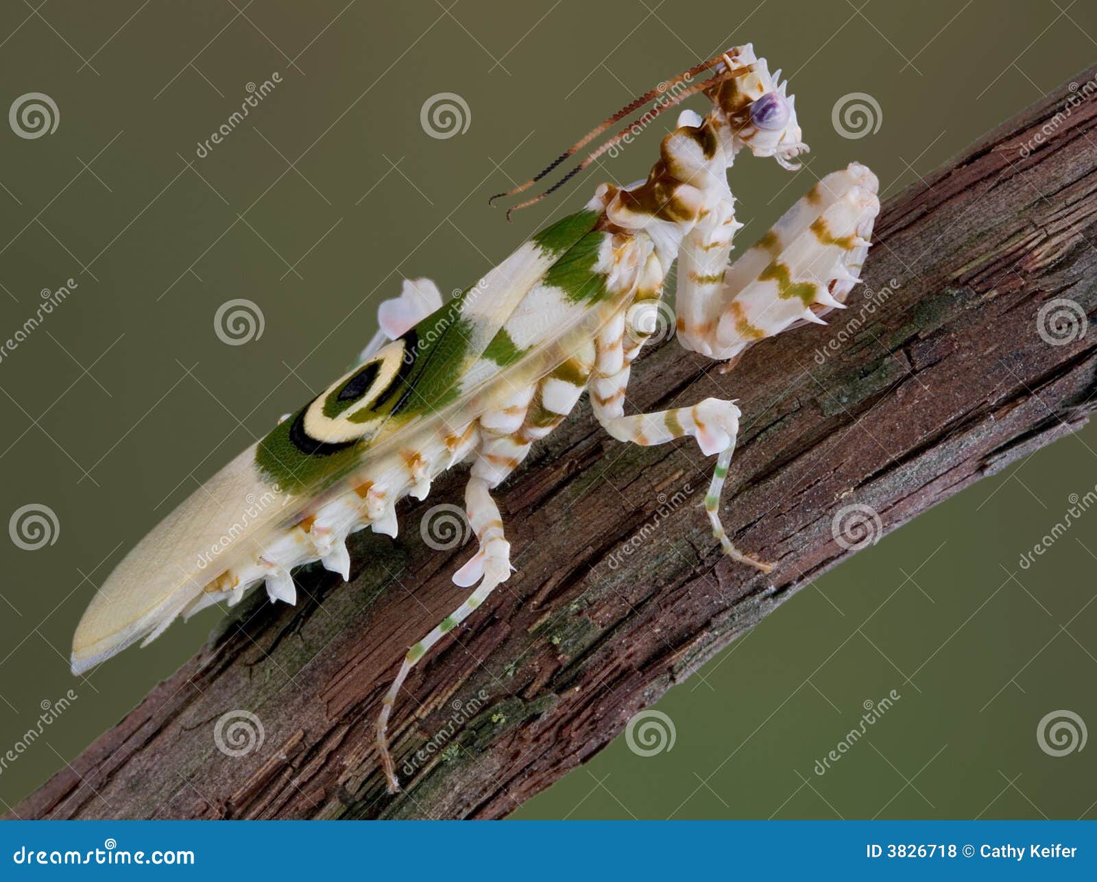 Spiny Mantis 10 Stock Photography | CartoonDealer.com #3826718