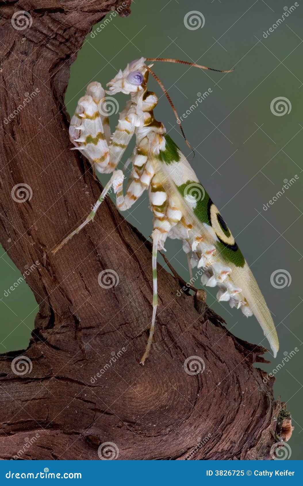 Spiny Mantis Closeup, Pseudocreobotra Wahlbergi, Spiny Mantis On Branch ...