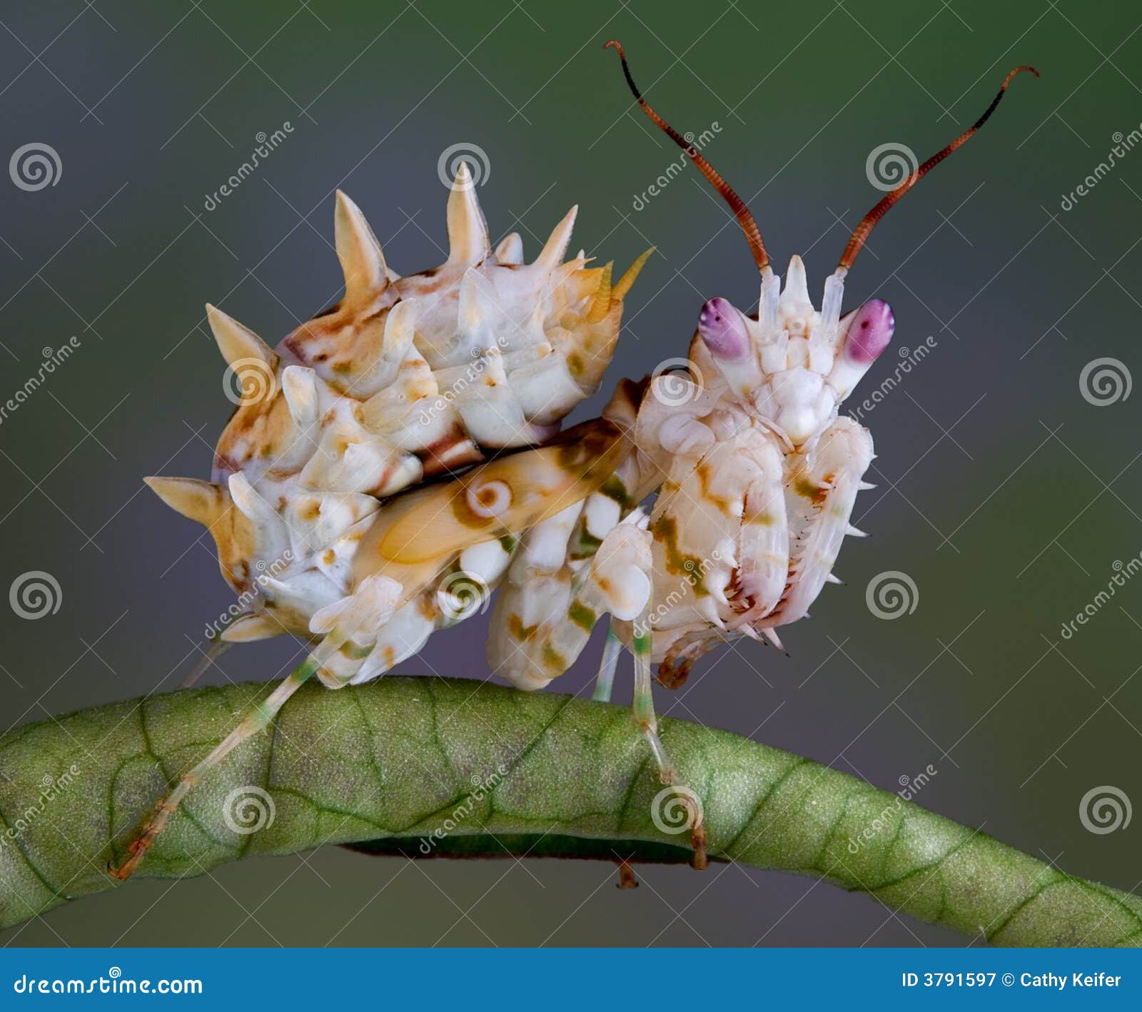Spiny mantis 6 stock image. Image of nature, close, nymph - 3791597