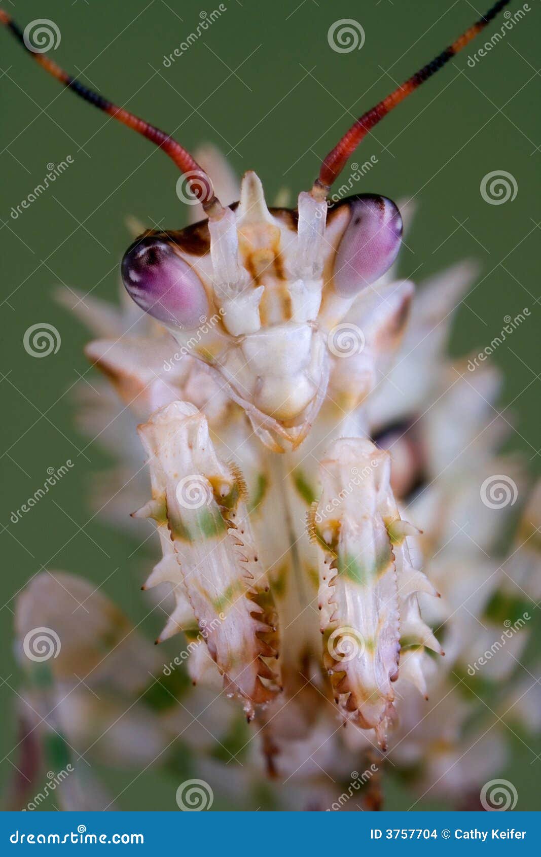 Spiny mantis portrait stock photo. Image of spiny, nymph - 3757704