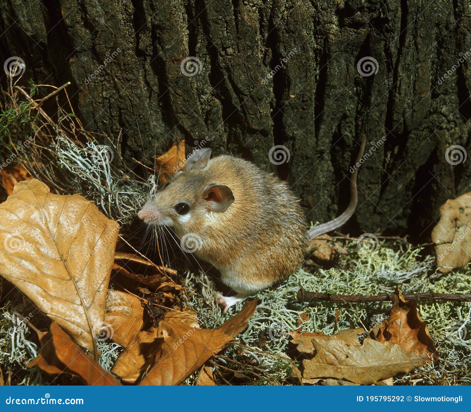 Spiny Mice, Acomys Dimidiatus, Adult Stock Photo - Image of length ...