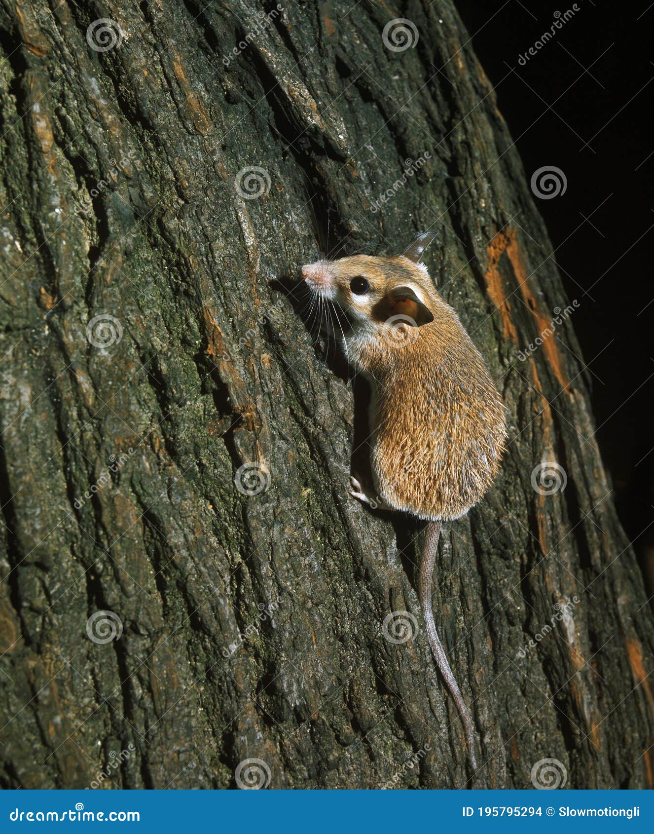 Spiny Mice, Acomys Dimidiatus, Adult Standing on Tree Trunk Stock Photo ...