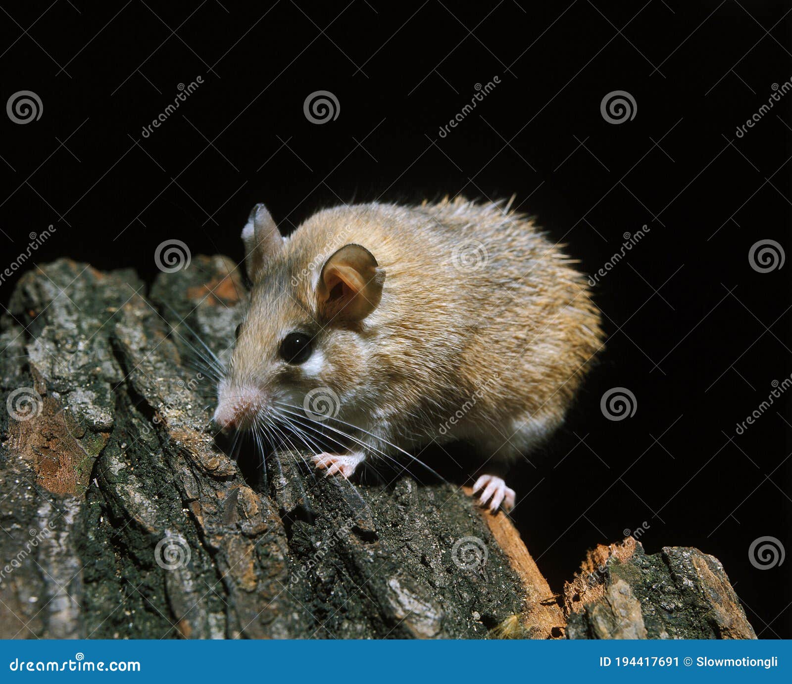 SPINY MICE Acomys Dimidiatus Stock Image - Image of outdoors, outdoor ...