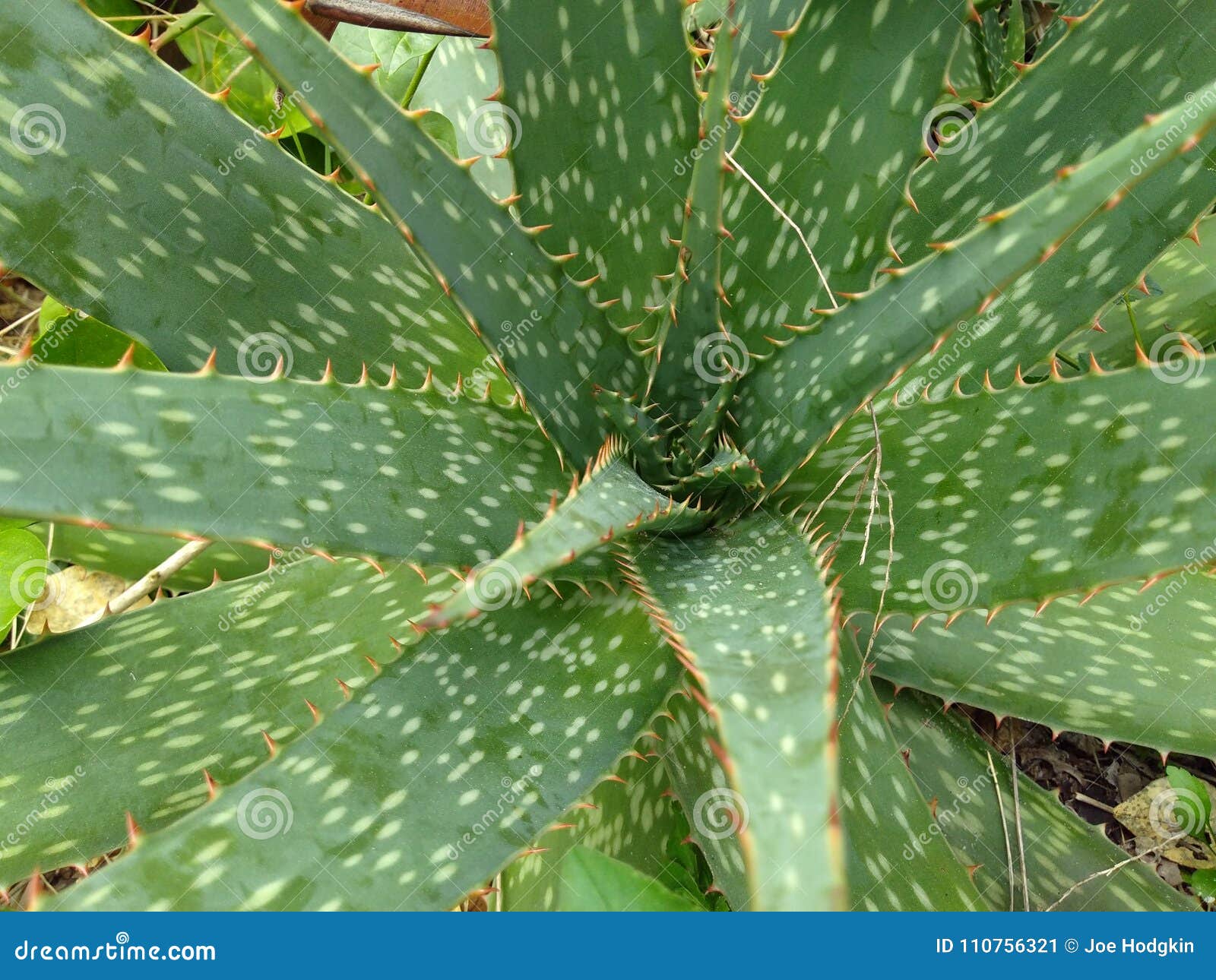 Spiny mint green aloe stock image. Image of droplets - 110756321
