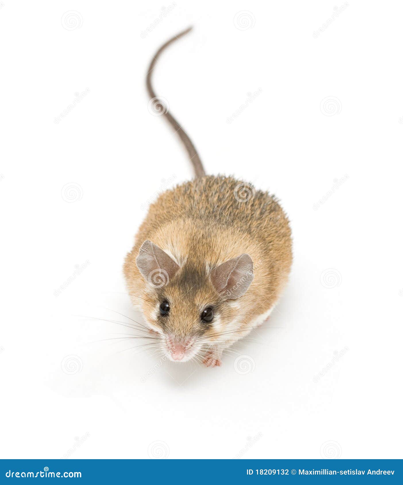 Cairo Spiny Mouse Stock Photos - Free & Royalty-Free Stock Photos from ...