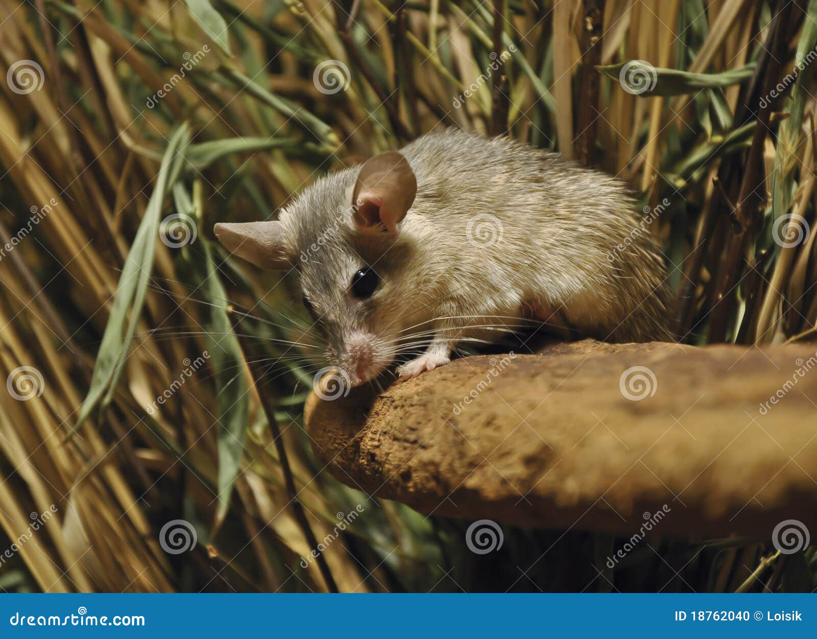 Spiny mouse stock photo. Image of hole, catch, mice, cheese - 18762040