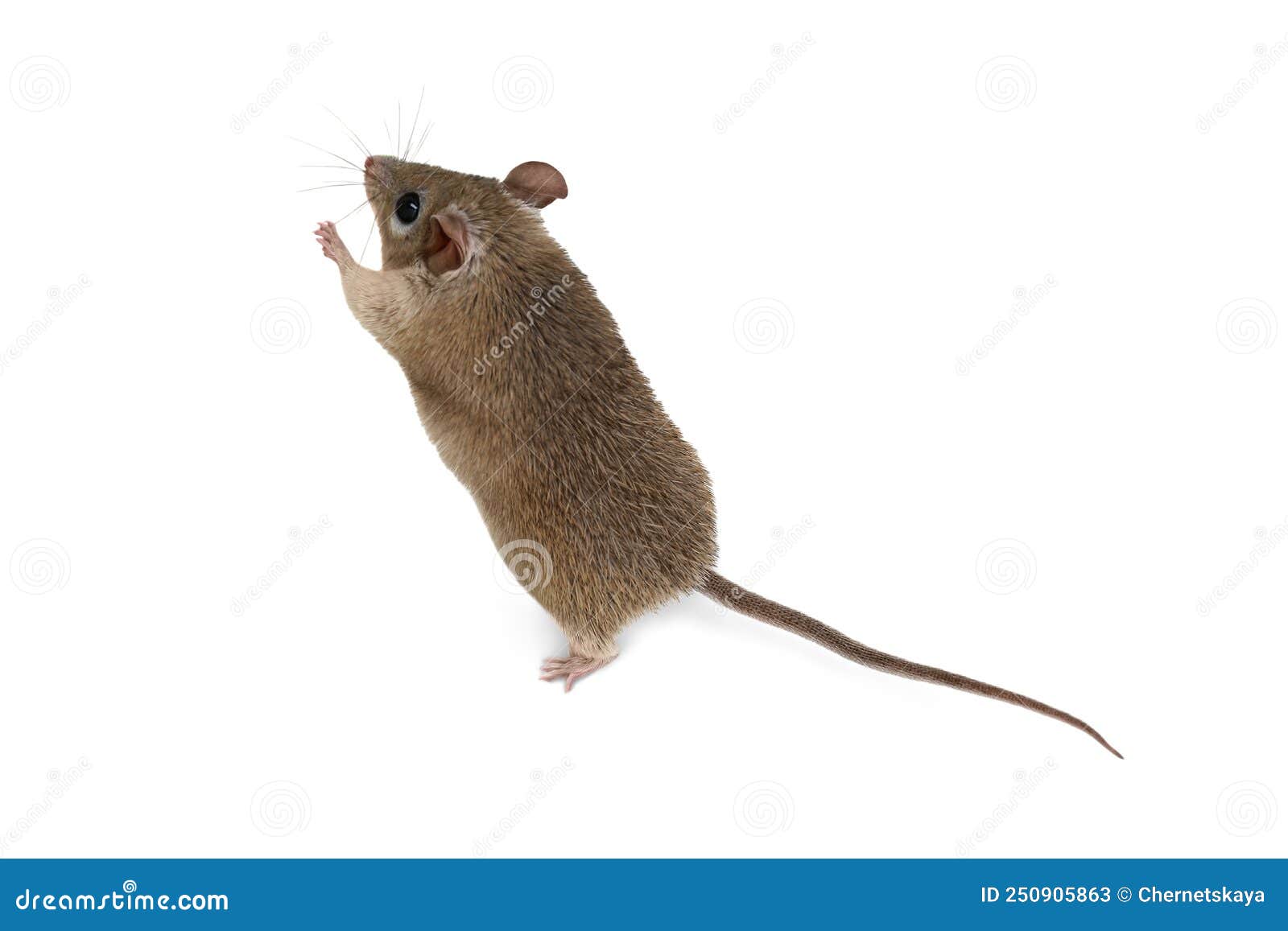 Spiny Mouse and Running Ball on White Background Stock Image - Image of ...