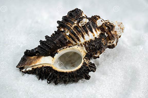 Spiny Murex Shell on a White Sand Stock Photo - Image of background ...