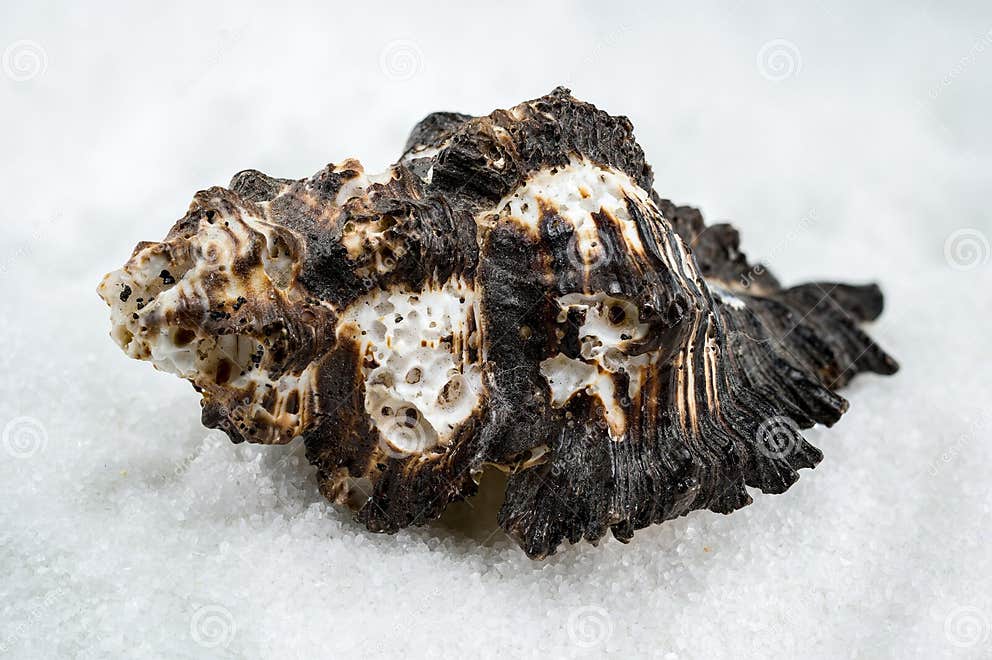 Spiny Murex Shell on a White Sand Stock Photo - Image of mollusk, gift ...