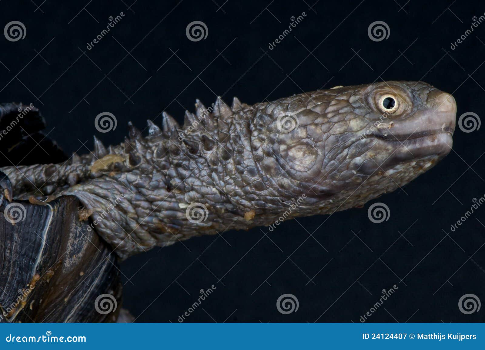 Spiny-neck turtle stock image. Image of chaco, swamp - 24124407