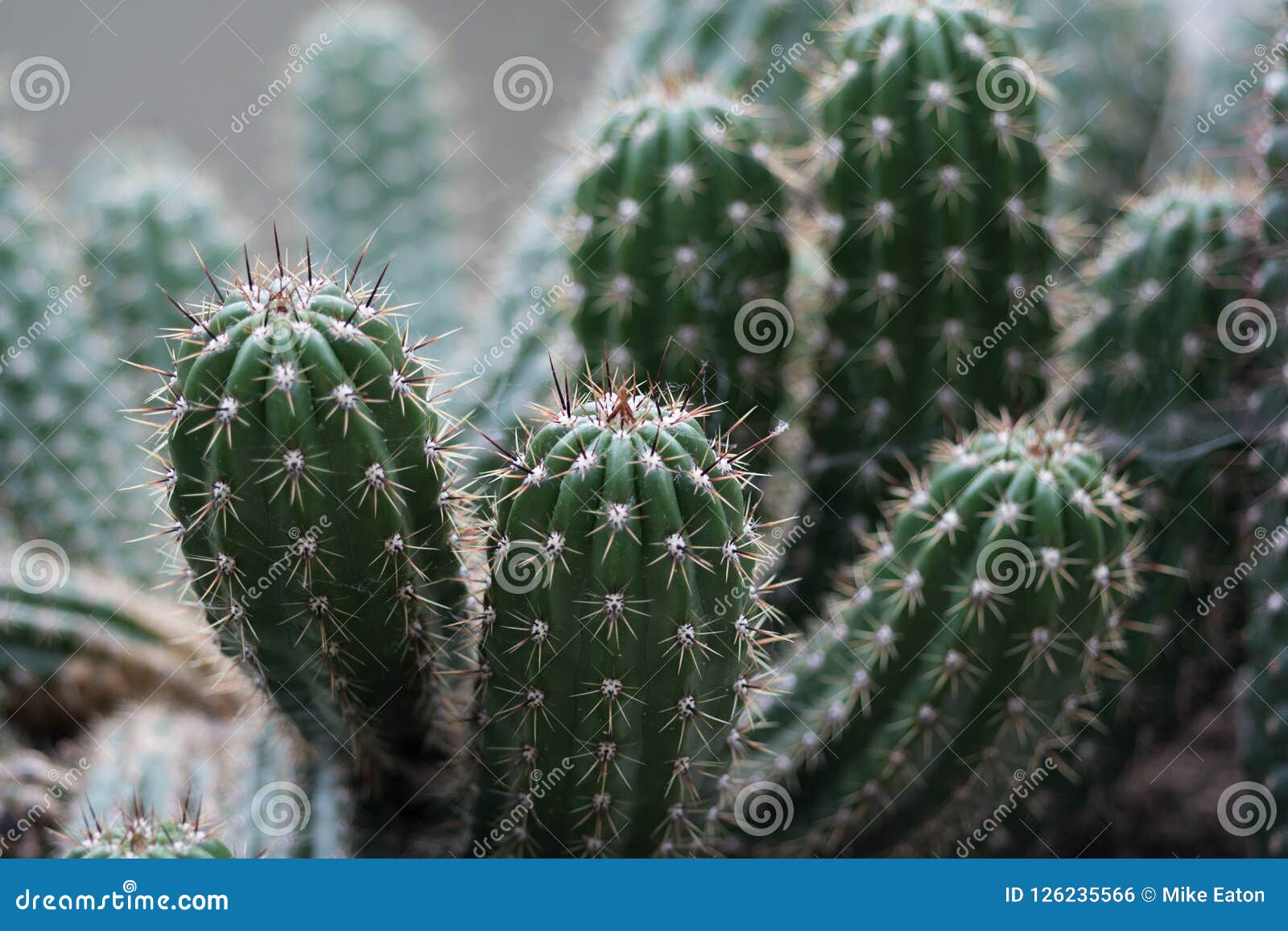 Spiny needles of cacti stock photo. Image of looking - 126235566