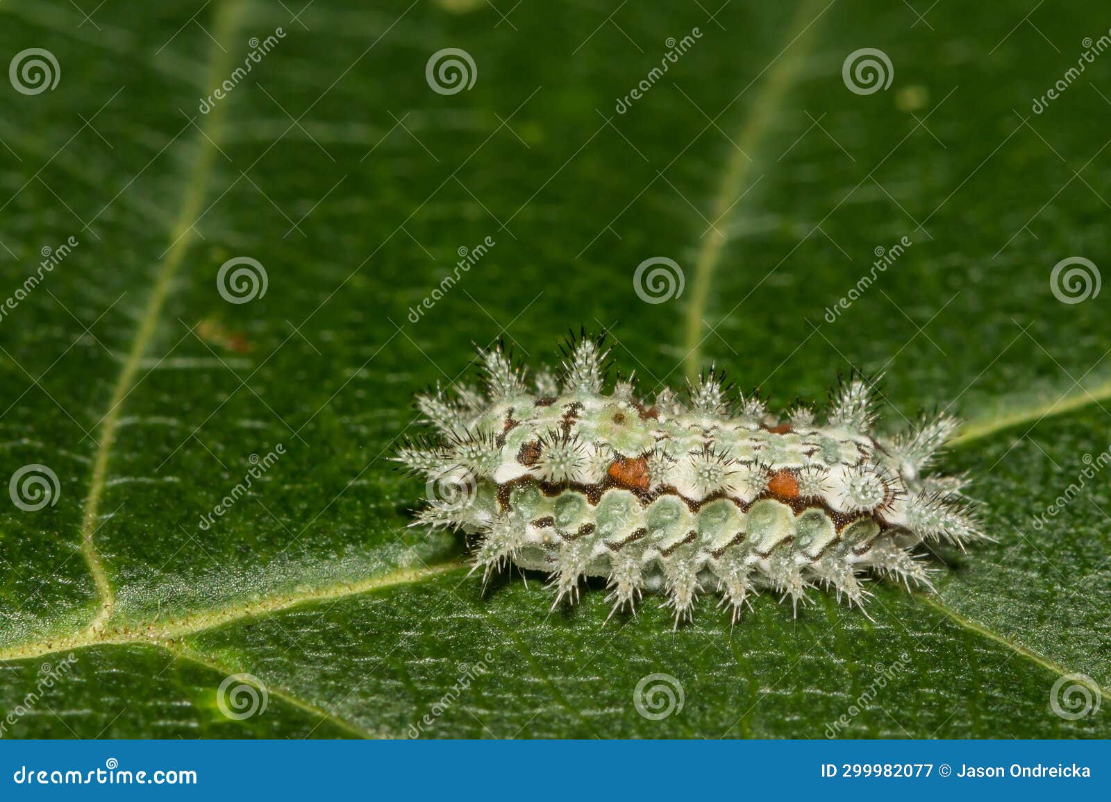 Spiny Oak Slug - Euclea Delphinii Stock Image - Image of connecticut ...