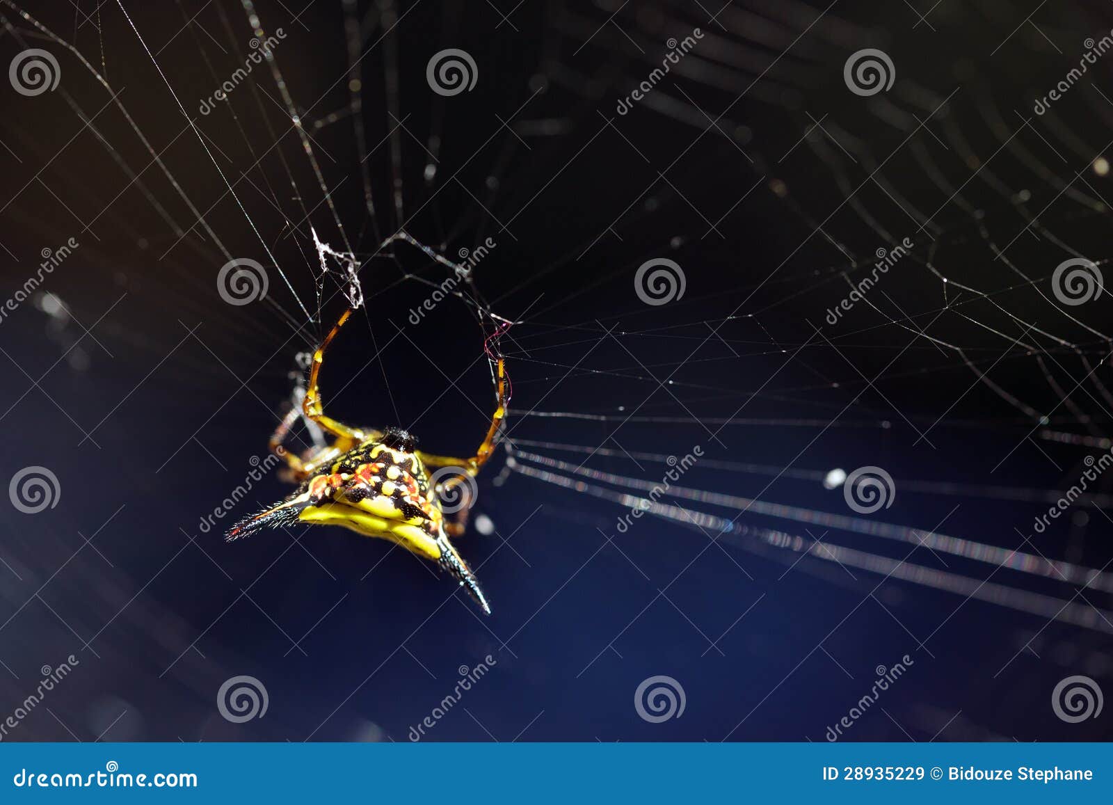 Spiny orb spider stock image. Image of arachnid, spider - 28935229
