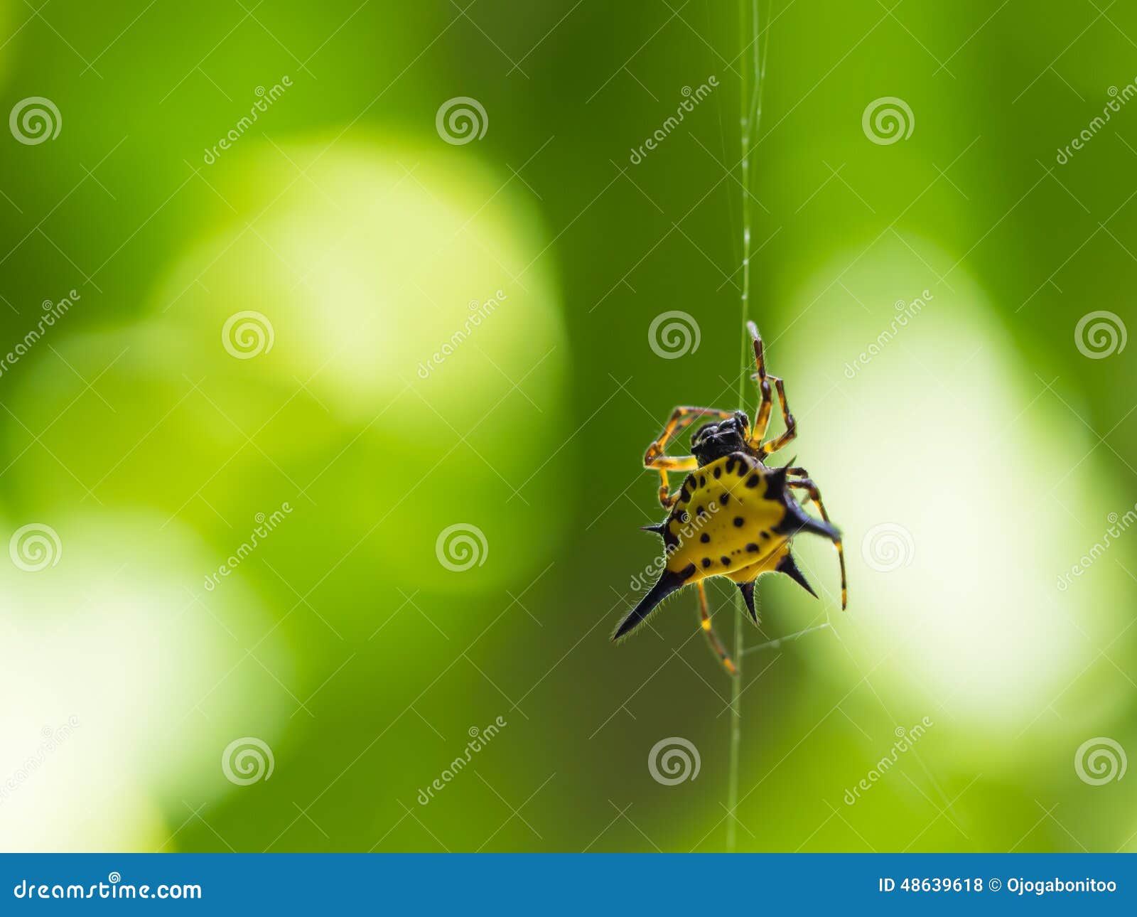 A Spiny Orb Weaver Spider stock photo. Image of trap - 48639618